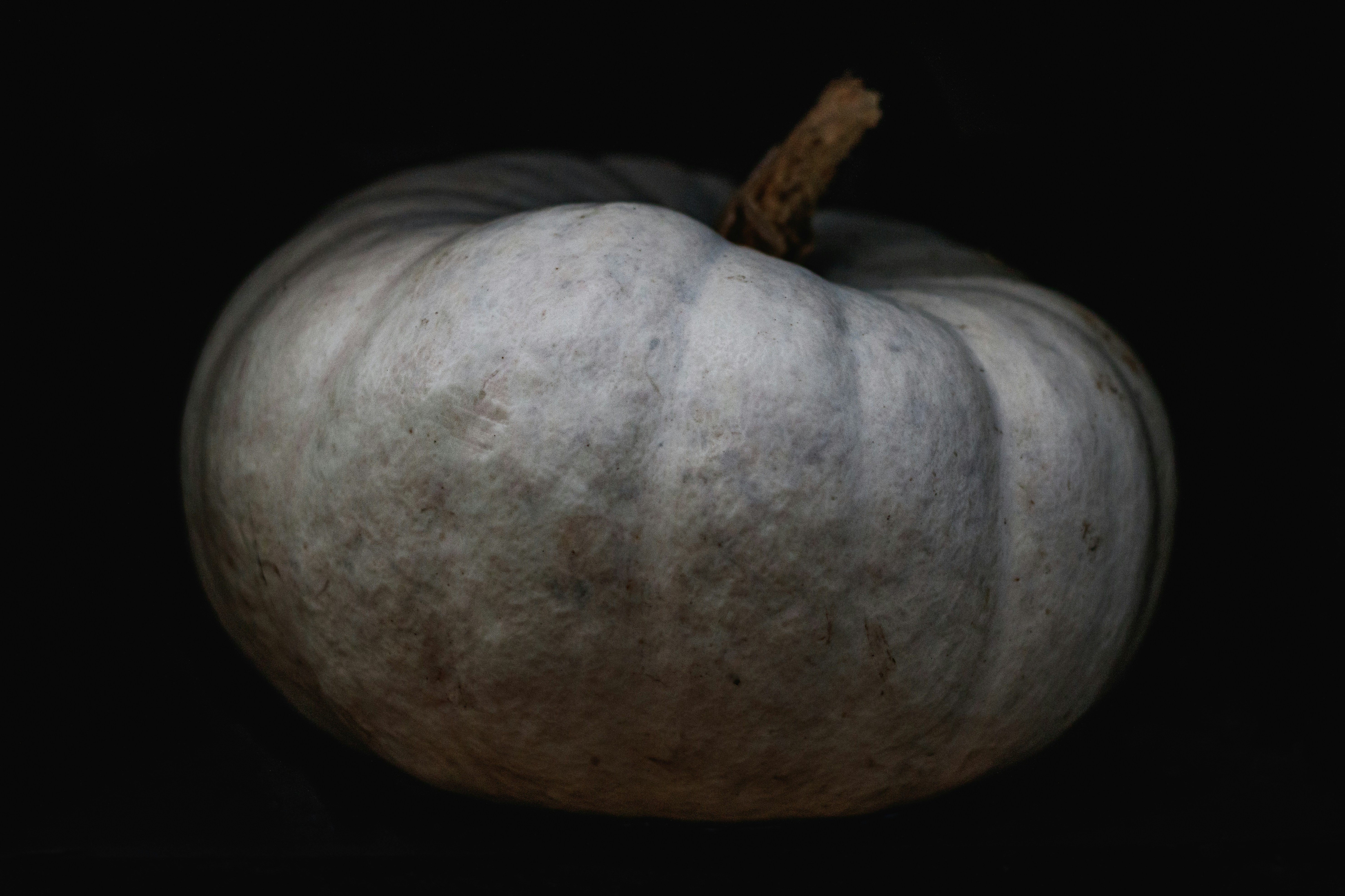 Ivory Pumpkin in Velvet Darkness