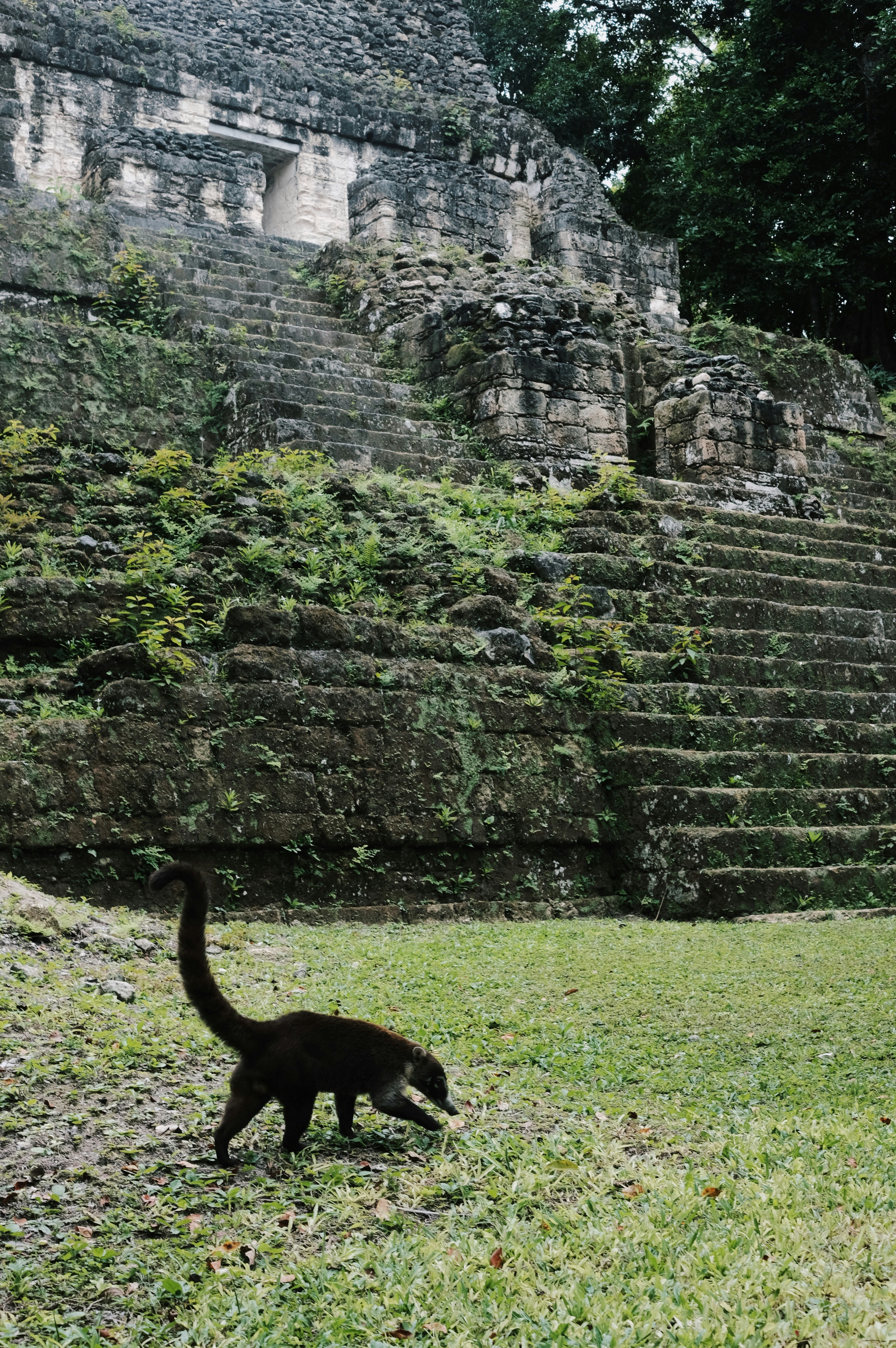 Silent prowler at mossy temple stairs