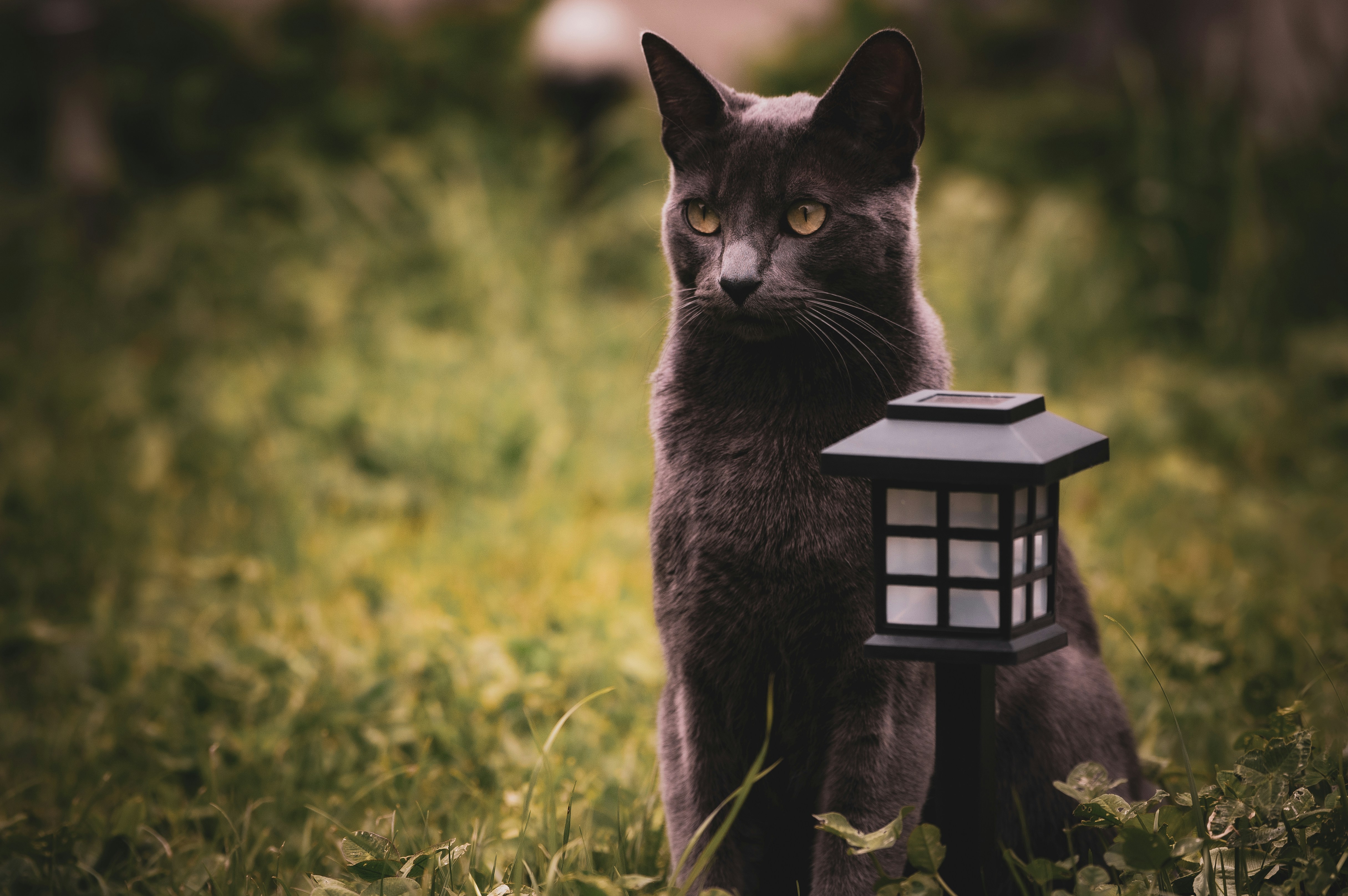 Whiskers in the Lantern Glow: A Quiet Garden Watcher
