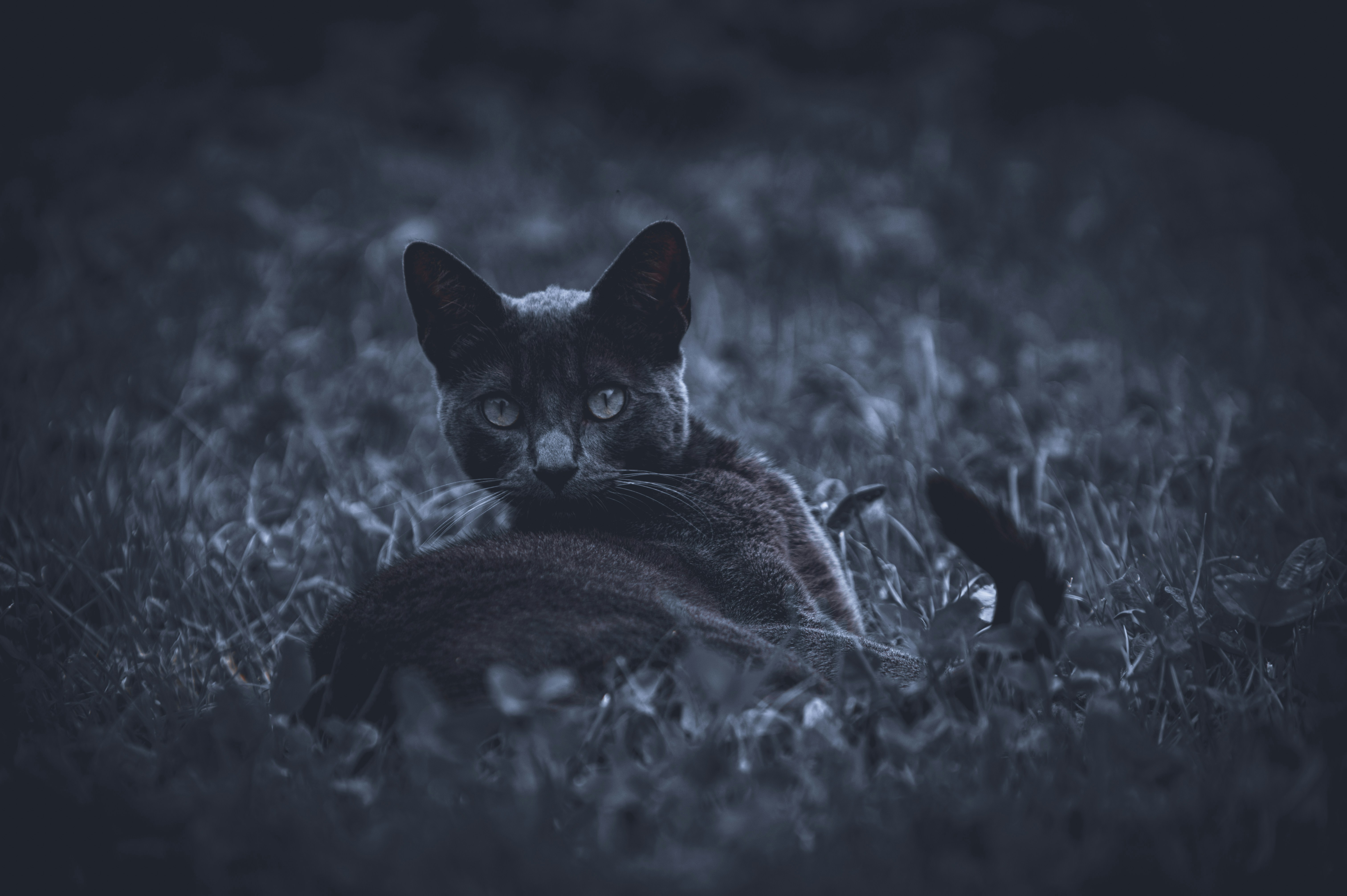 Moonlit Gaze: A Cat's Quiet Vigil in Dusk-Tinted Grass