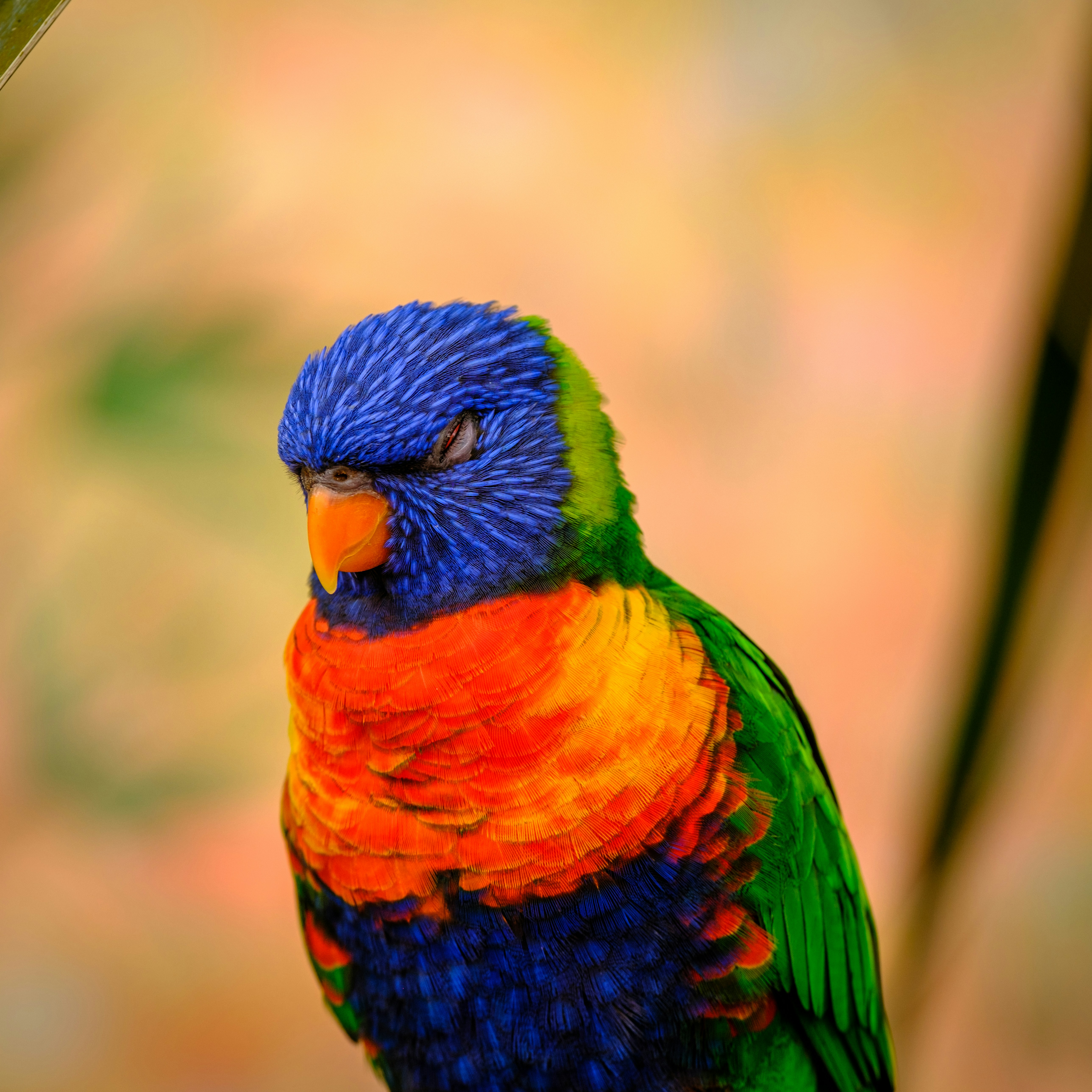 Cobalt Crown, Ember Chest: A Quiet Close-Up of a Rainbow Lorikeet