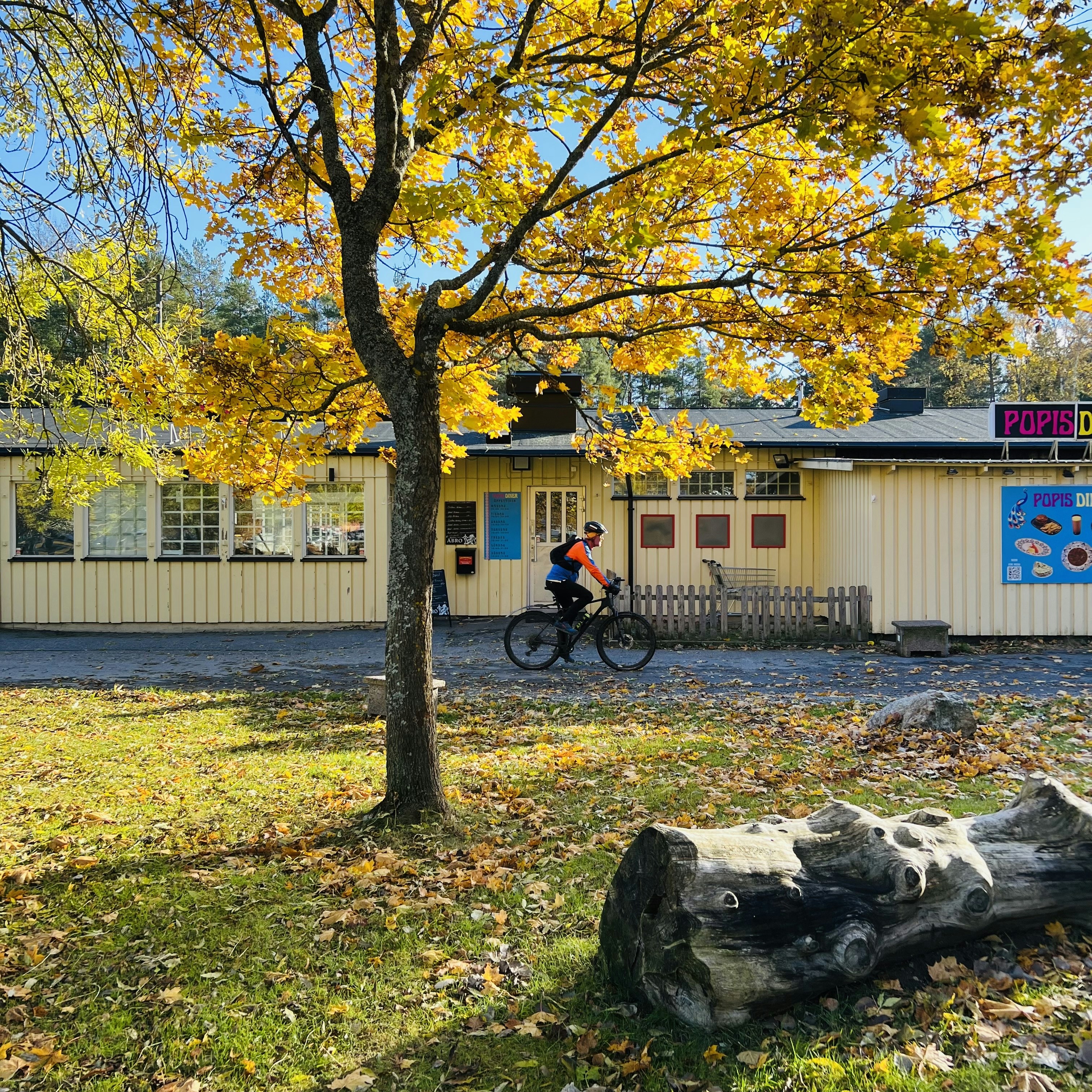 A man riding a bike past a tree photo – Free Autumn Image on Unsplash
