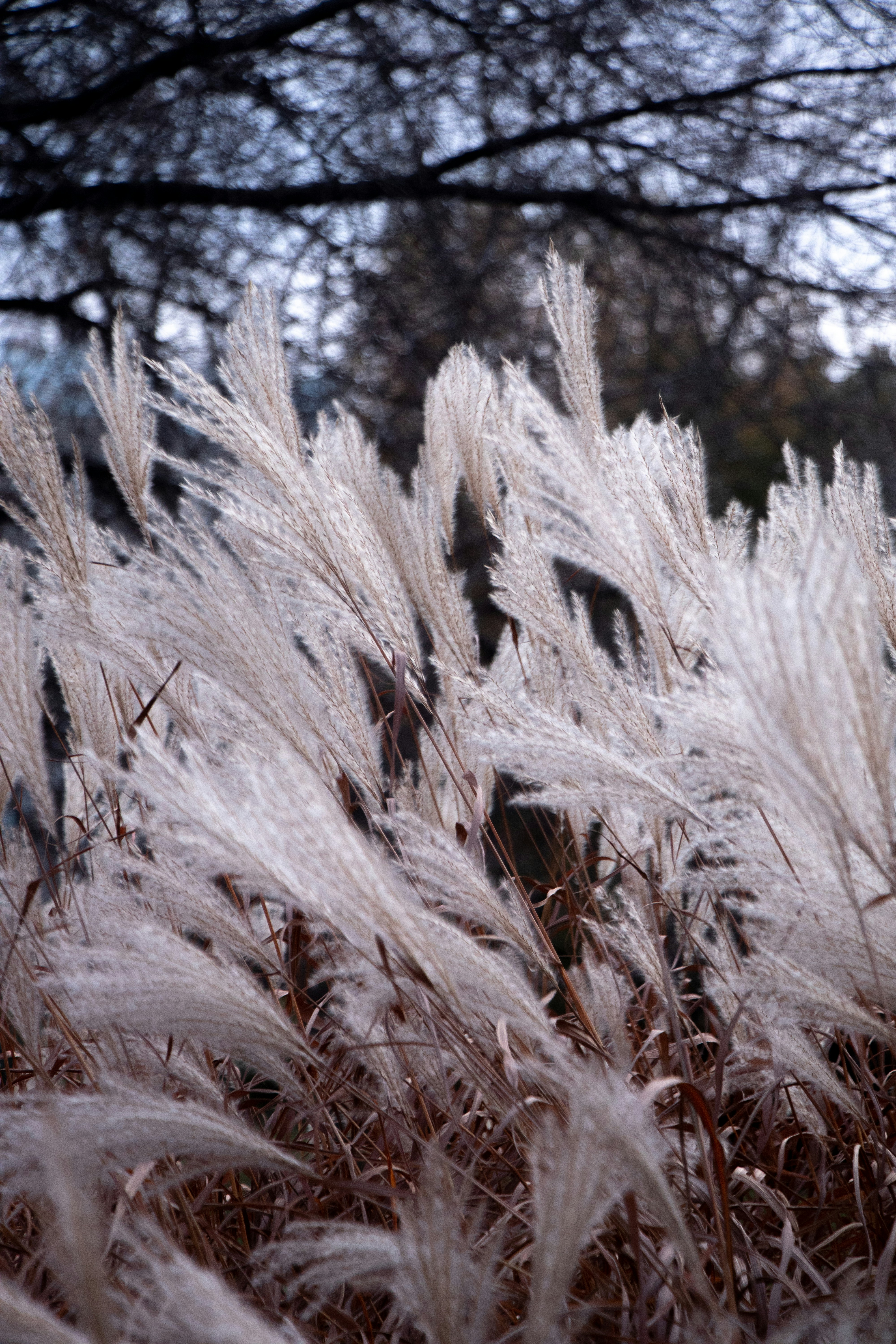 Frost-Kissed Pampas: Delicate Plumes in Dusk Light