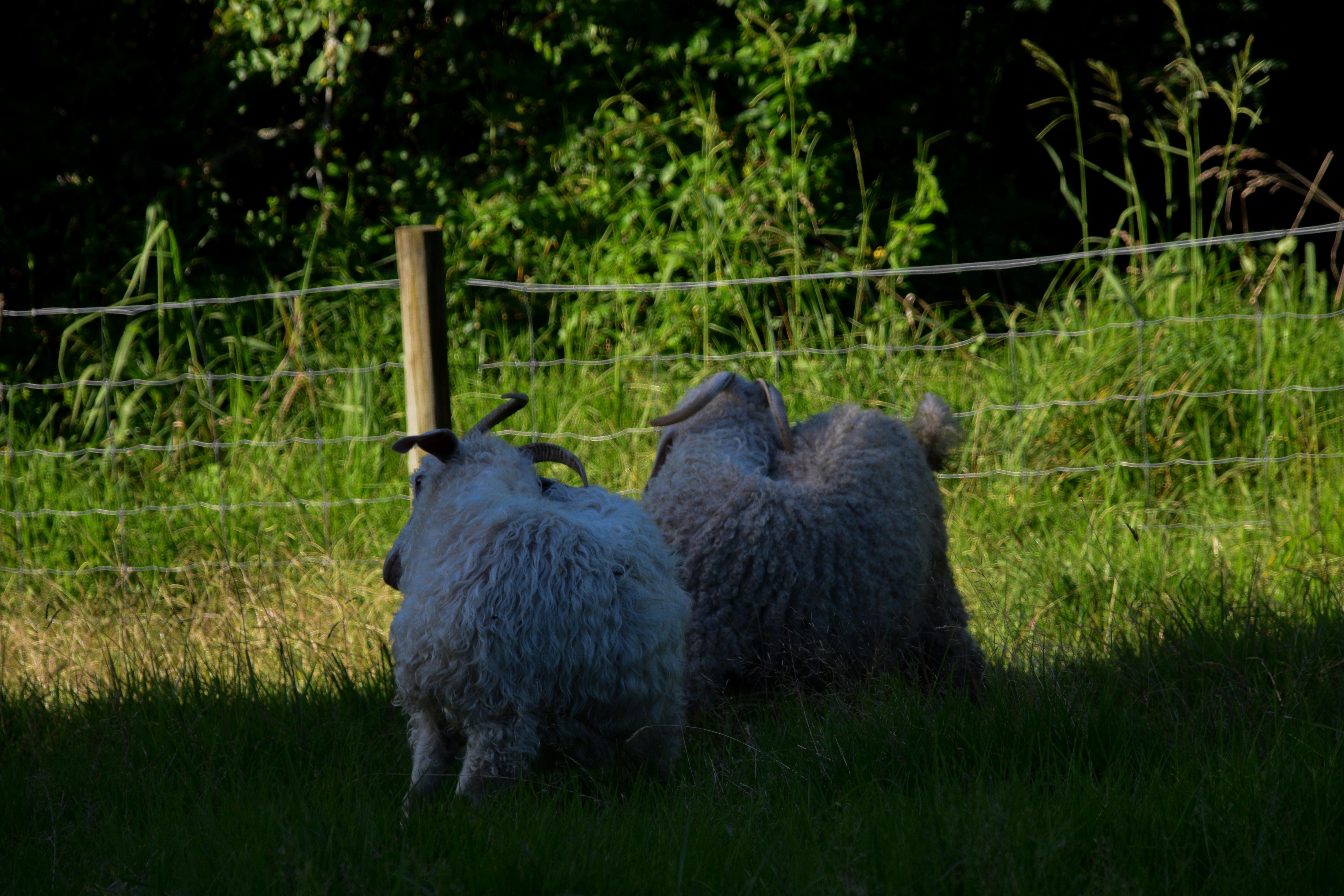 Two Sheep at the Fence in Quiet Sunlit Pasture