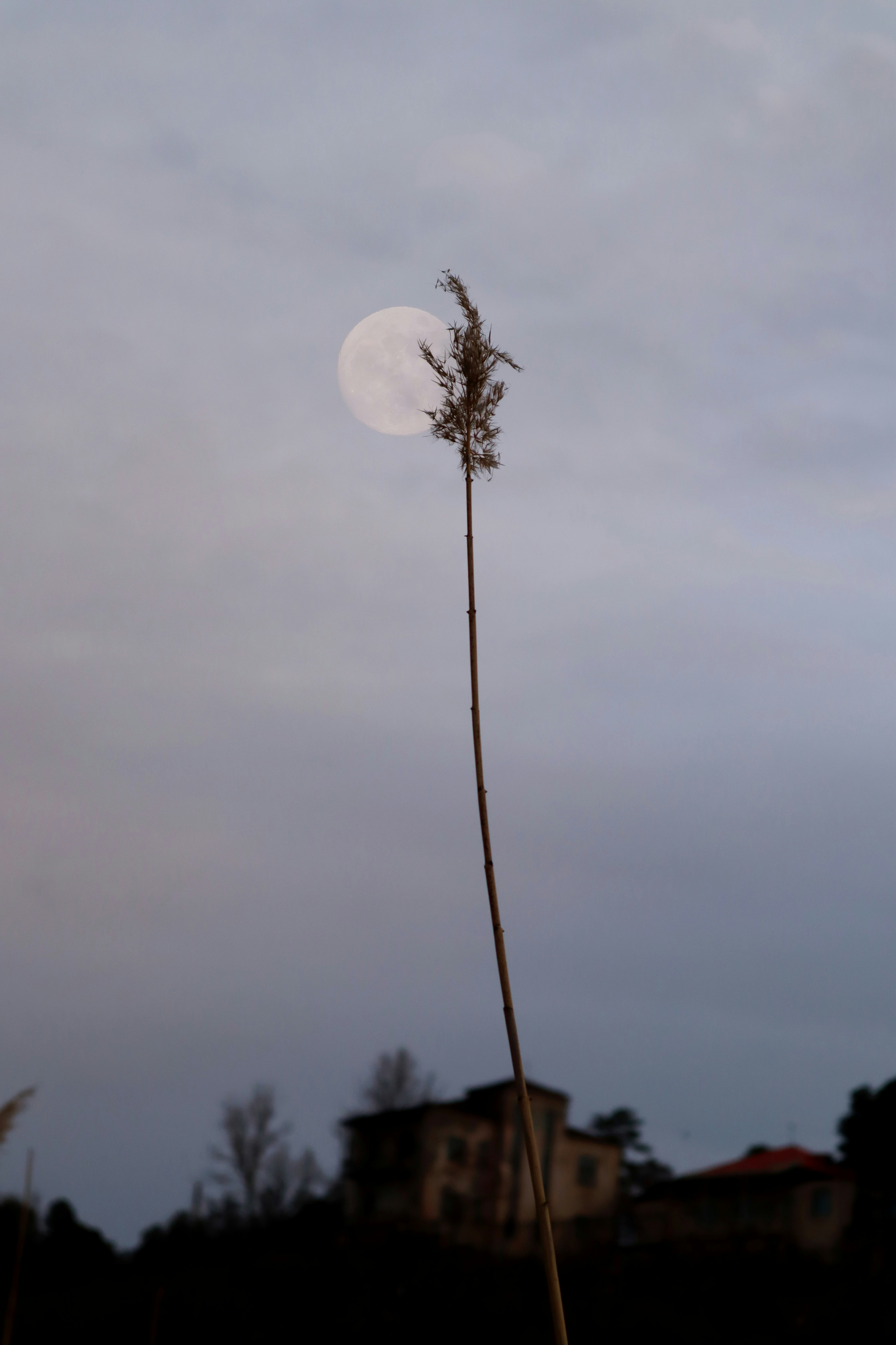 Moonrise Behind a Lone Reed Against a Pastel Dusk Sky