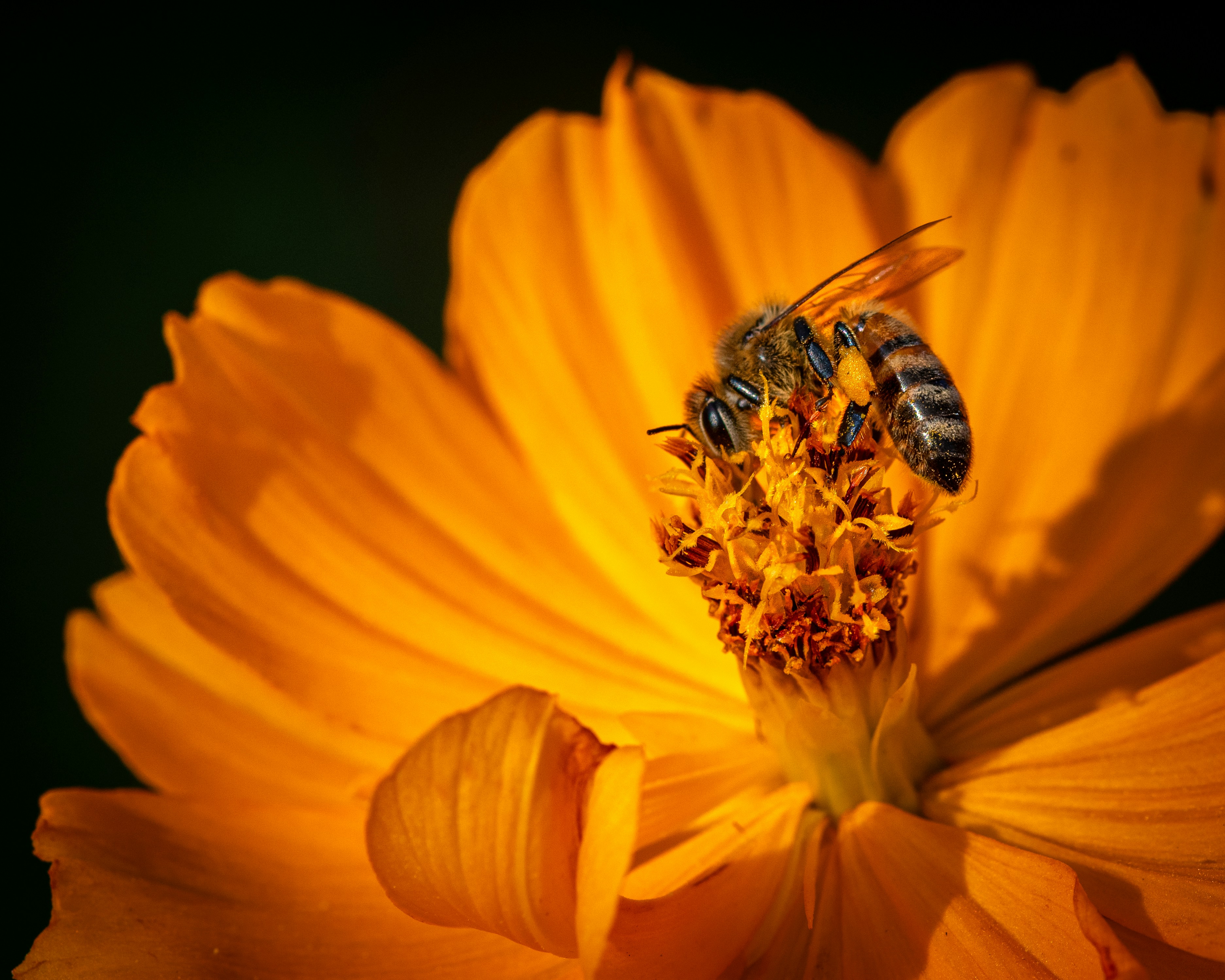 Golden Core: A Bee Foraging at the Heart of an Orange Bloom
