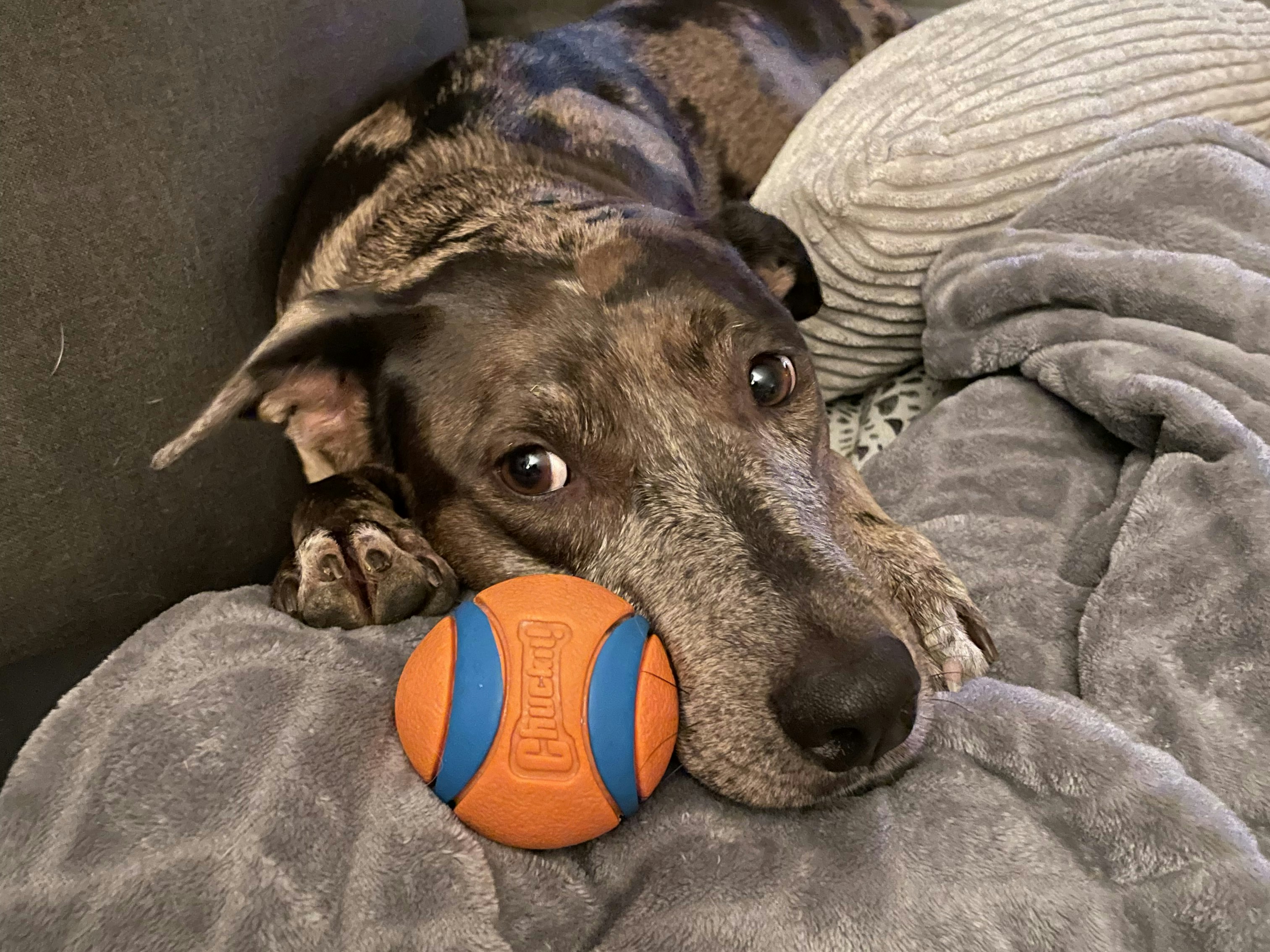 Foto Un perro tumbado en un sofá con una pelota en la boca – Imagen Cobija gratis en Unsplash