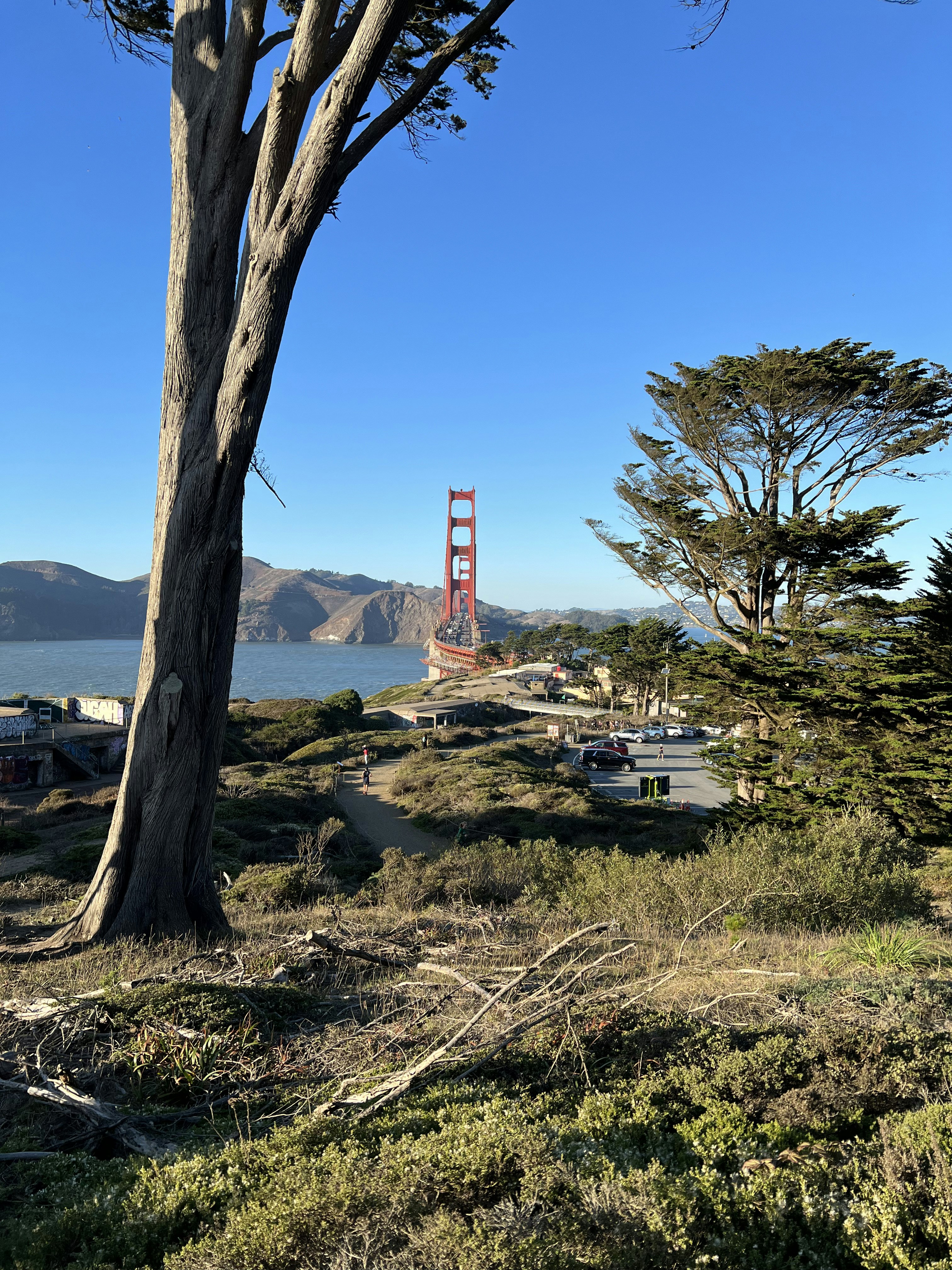 Crimson Span Rising Over Marin Bay, Framed by Coastal Pines