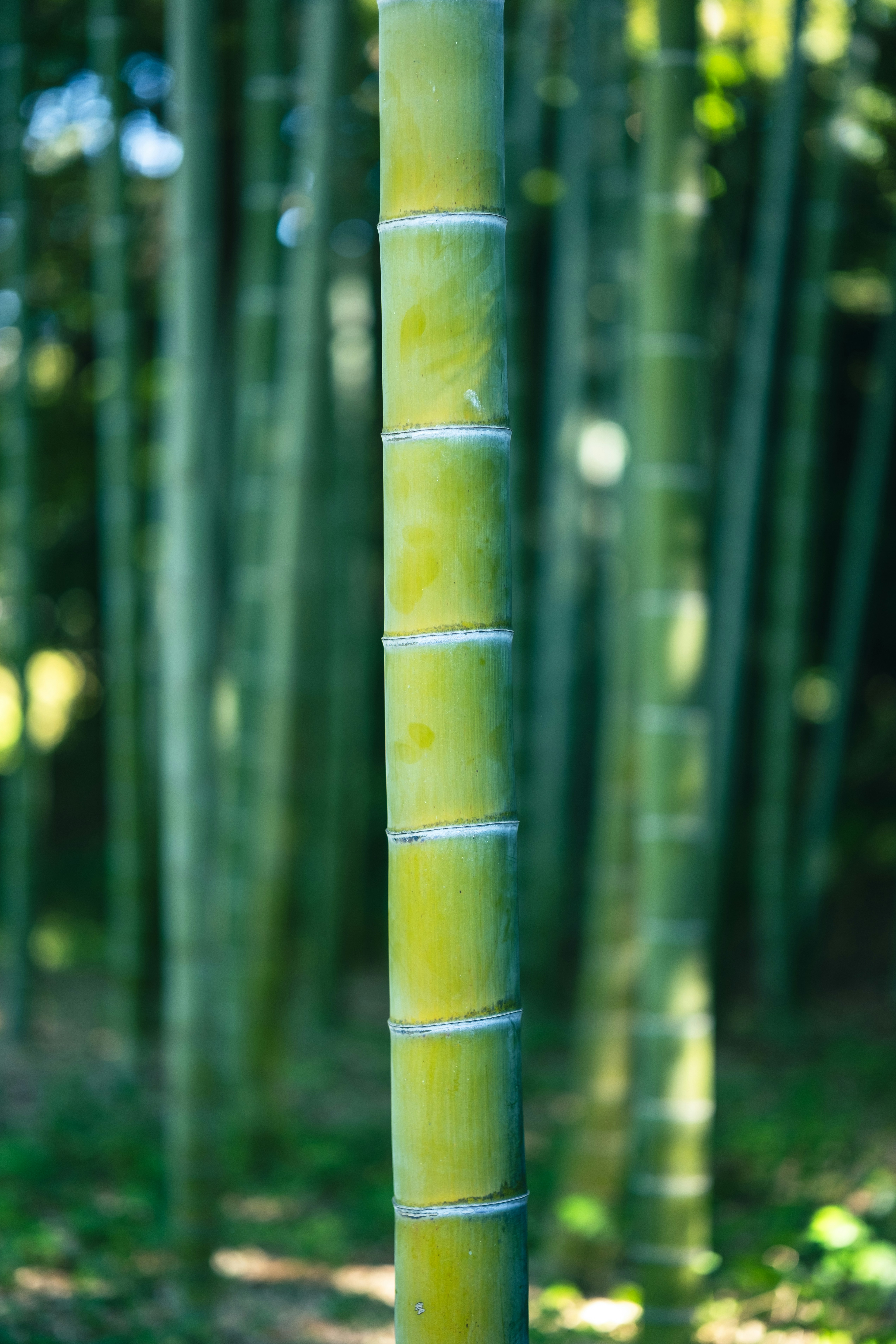 Solitary Bamboo Spire: A Quiet Portrait Inside a Sunlit Green Grove