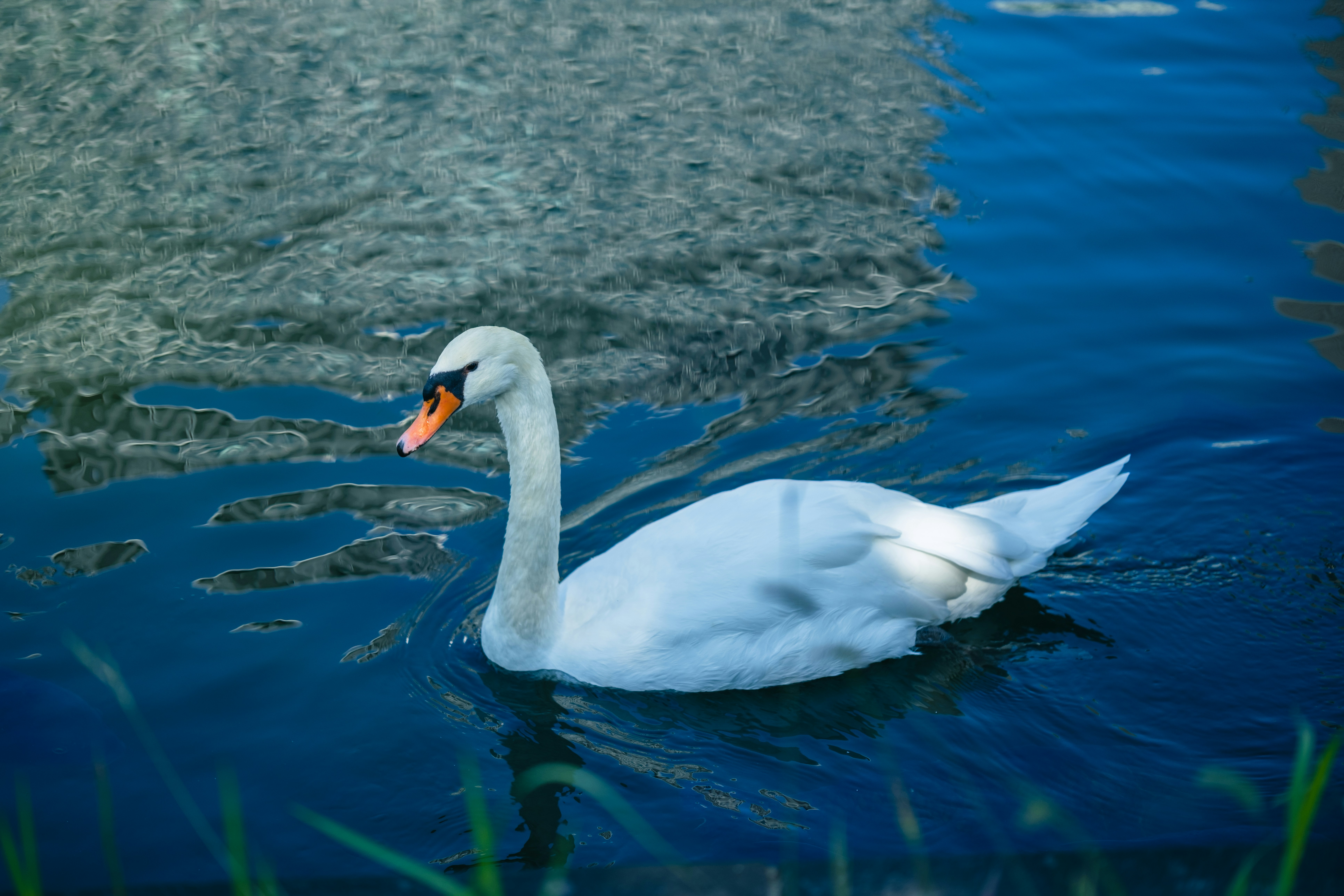 Un cygne blanc flottant au-dessus d’un plan d’eau photo – Photo Animal ...