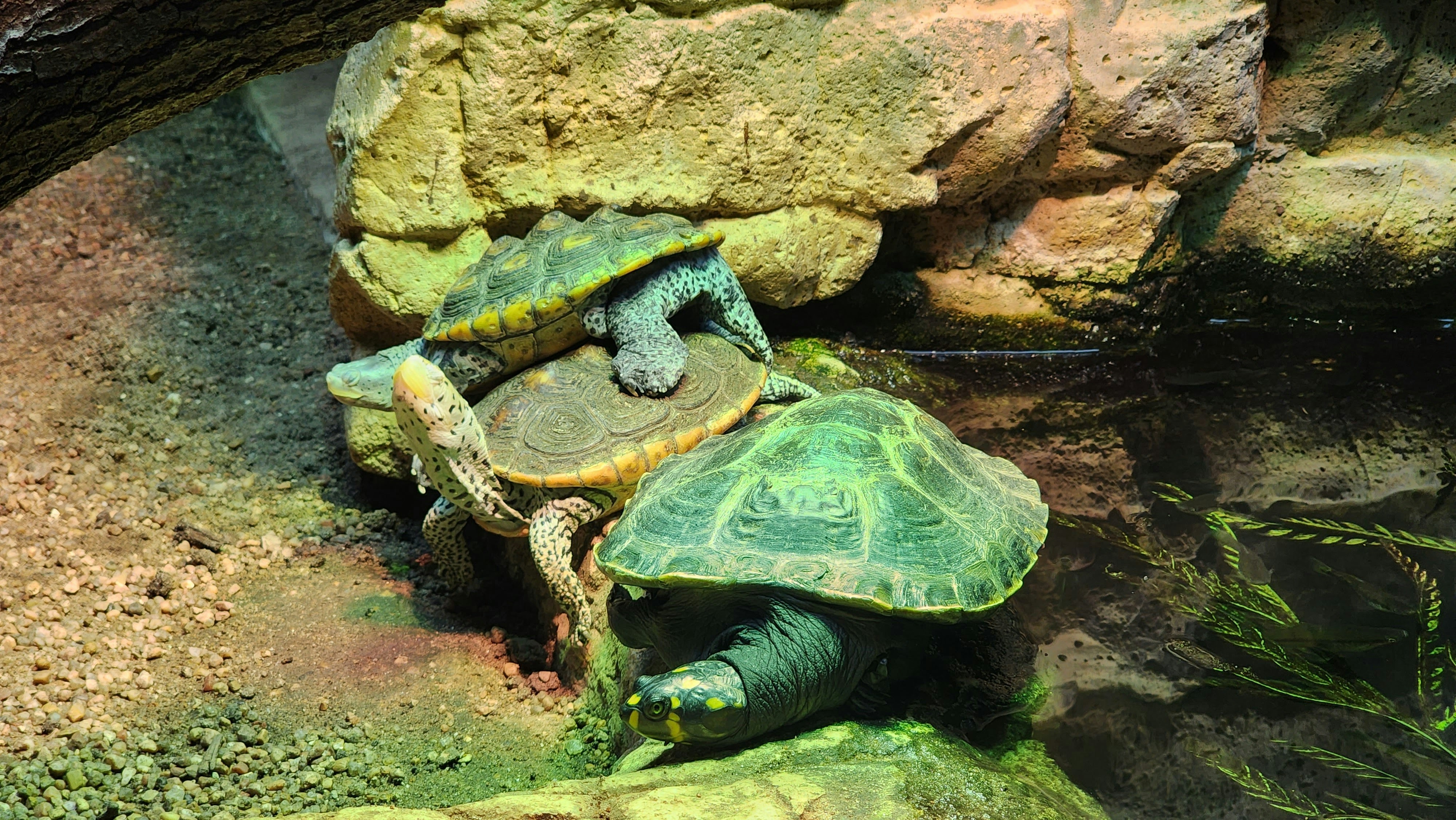 A couple of turtles sitting on top of a rock photo – Free Turtle Image ...