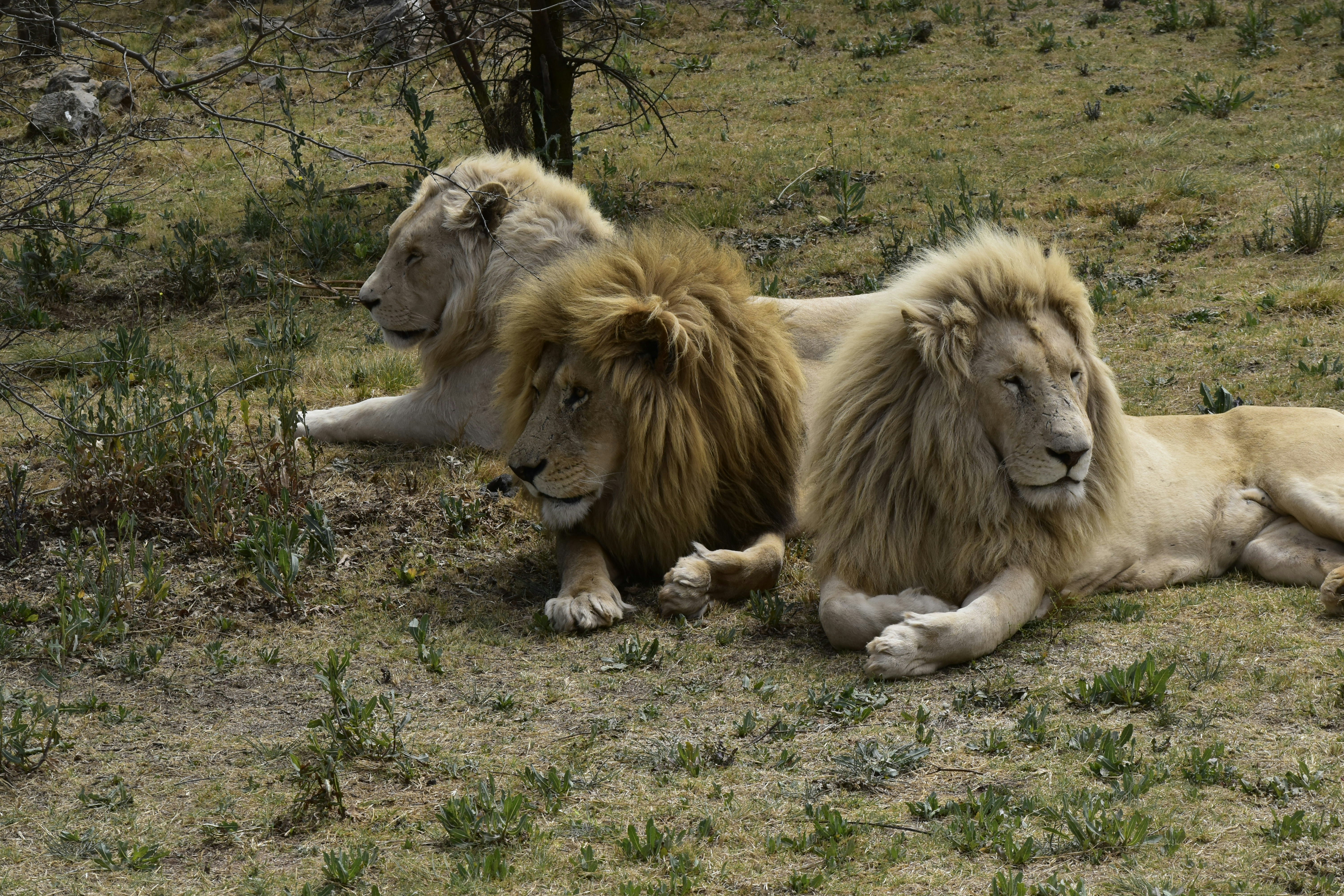 Trio of Lions Laze in a Sunlit Savanna Clearing