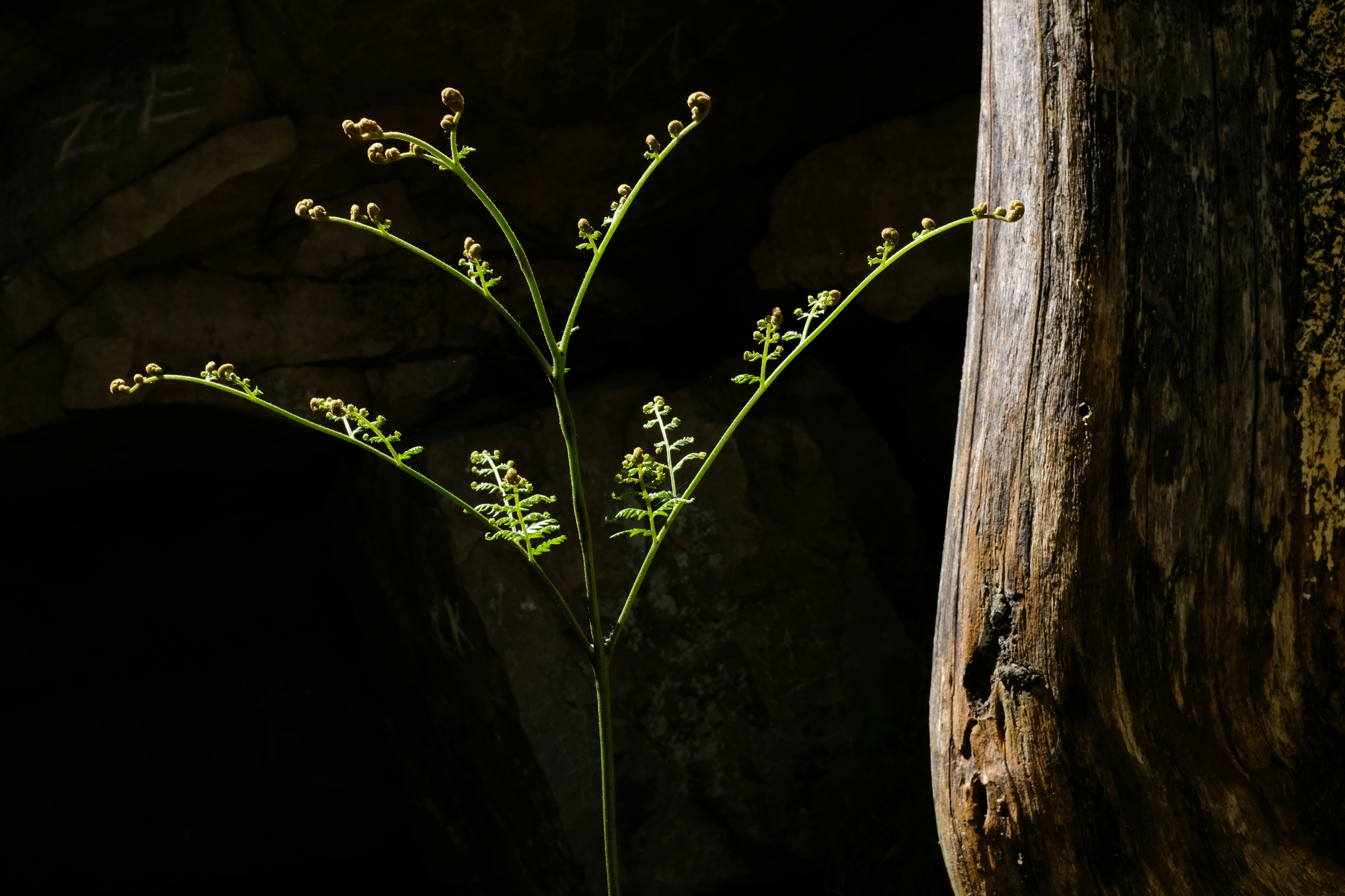Delicate Sprout in a Shadowed Nook