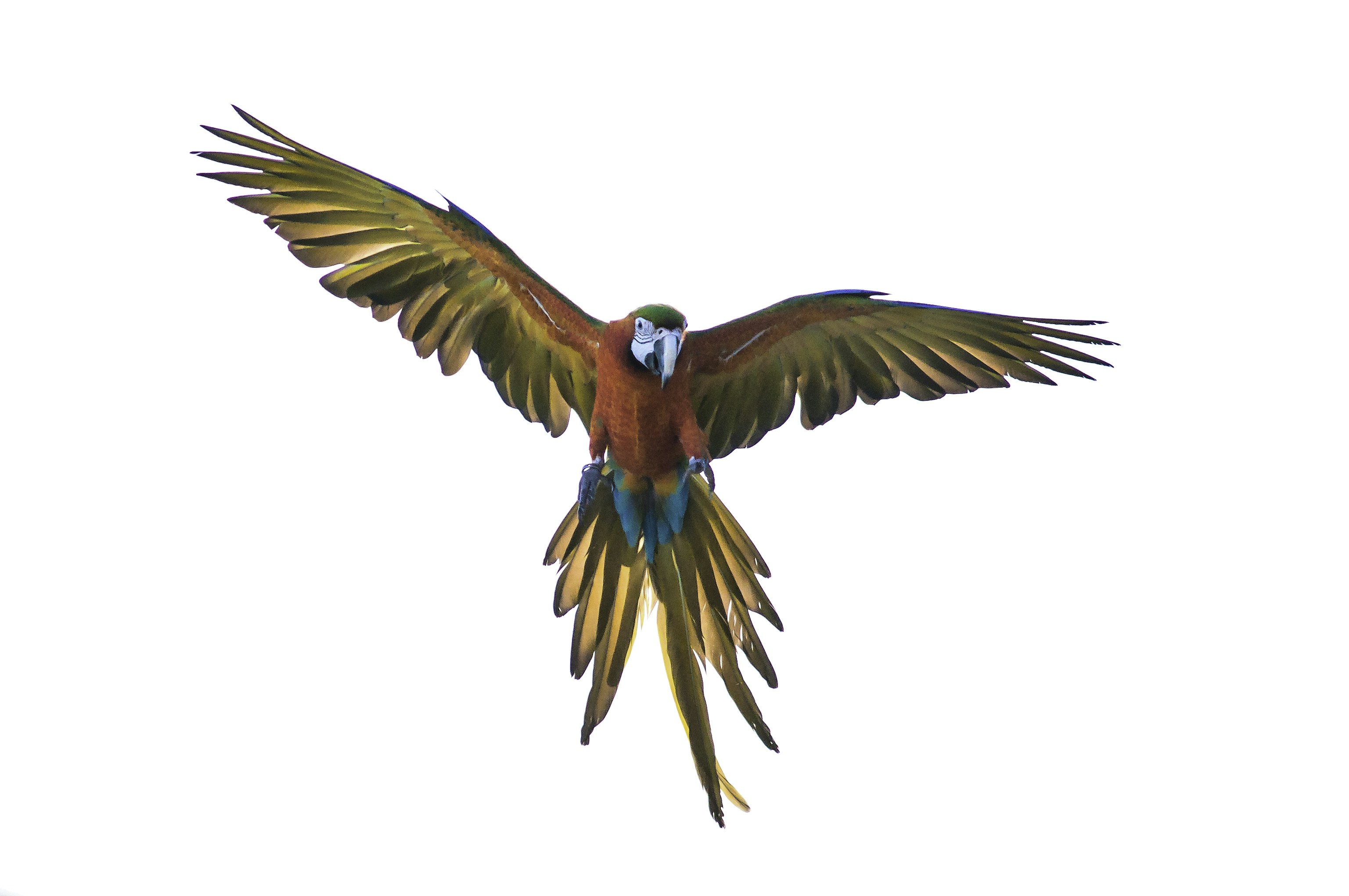 50,000+ Parrot Flying Pictures | Download Free Images on Unsplash