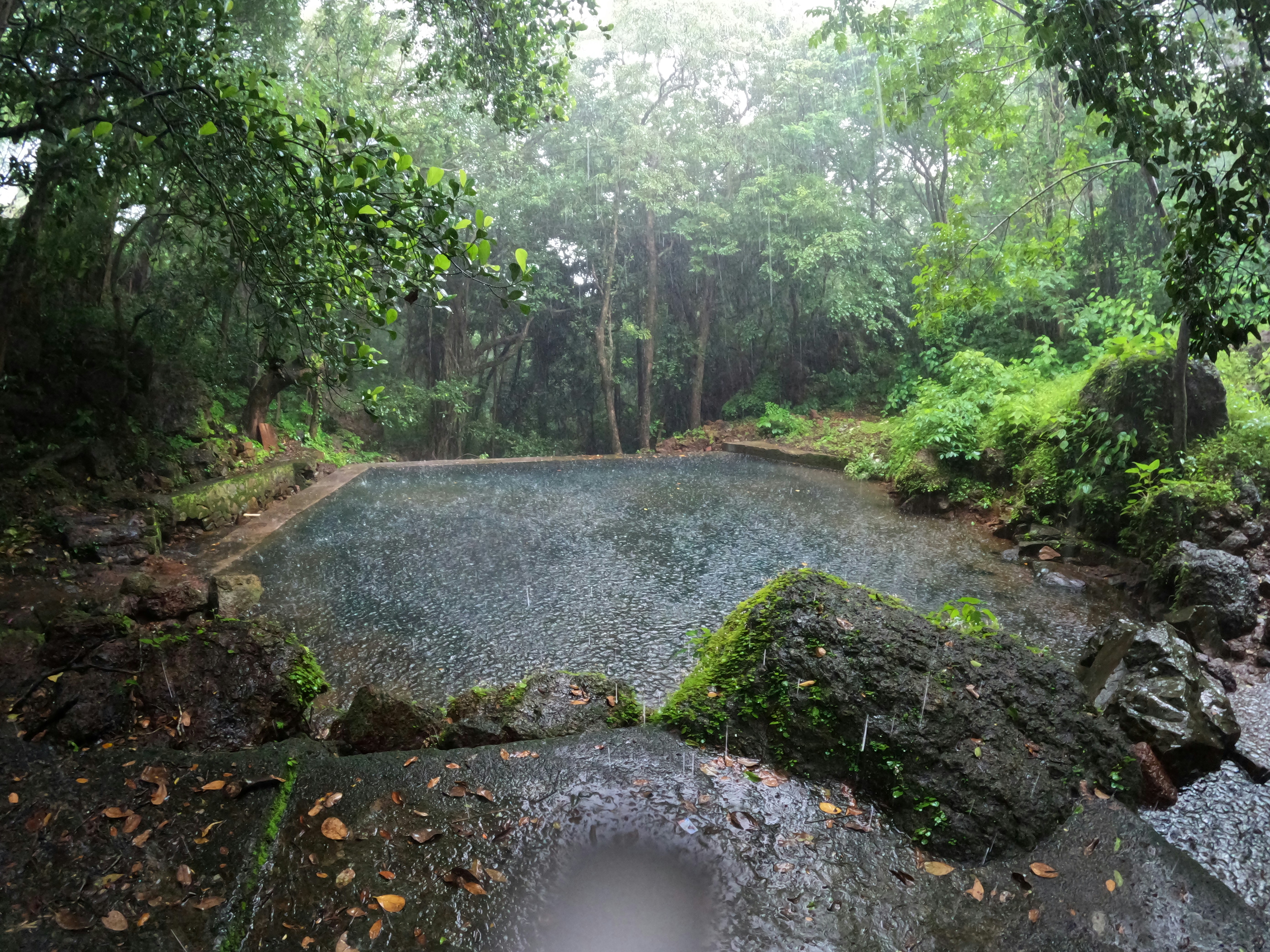 Rain-damp forest pool surrounded by mossy rocks and dense green foliage. Light rain adds a misty mood.