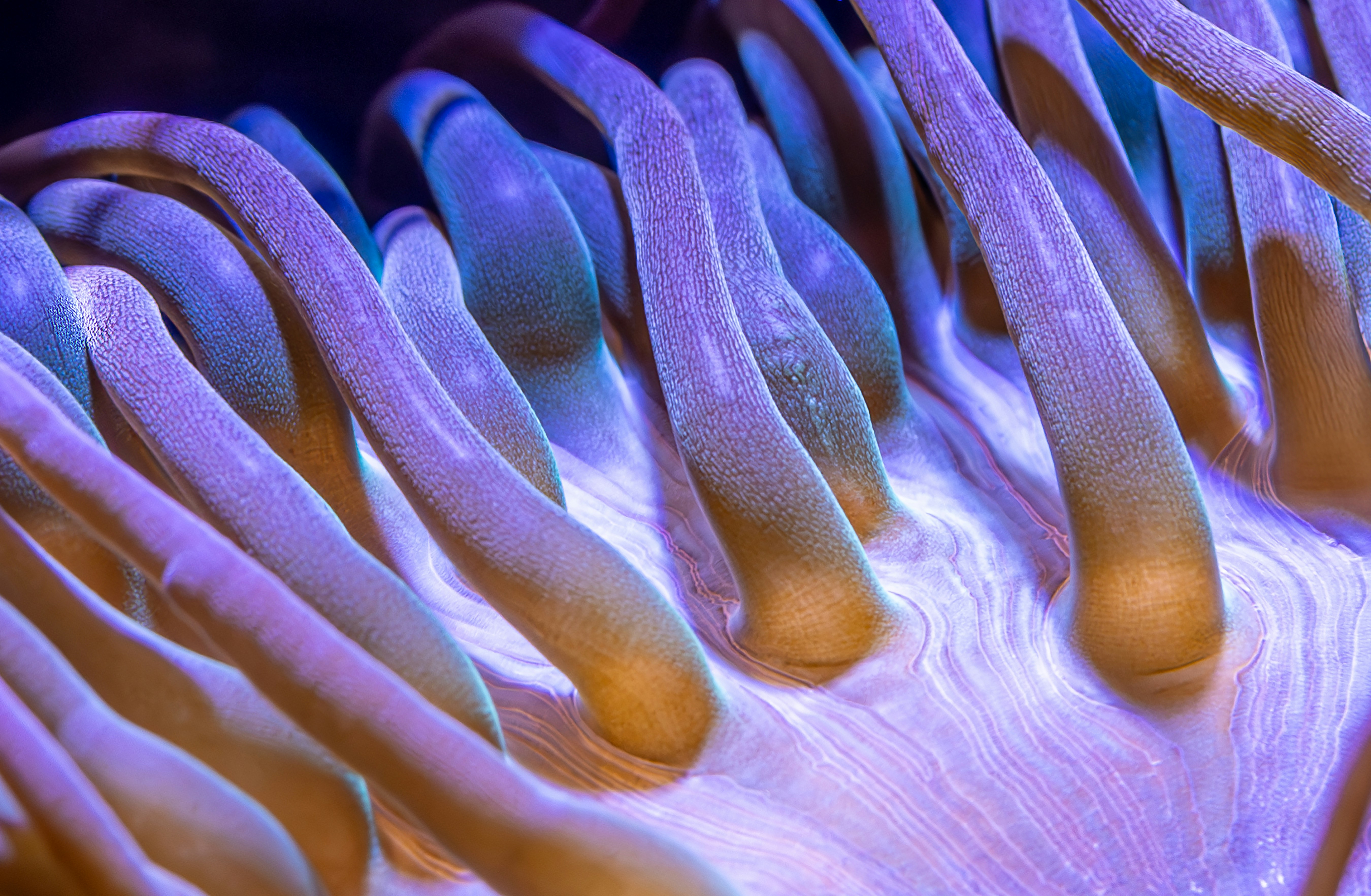 A close up of a purple sea anemone photo – Free Background Image on ...