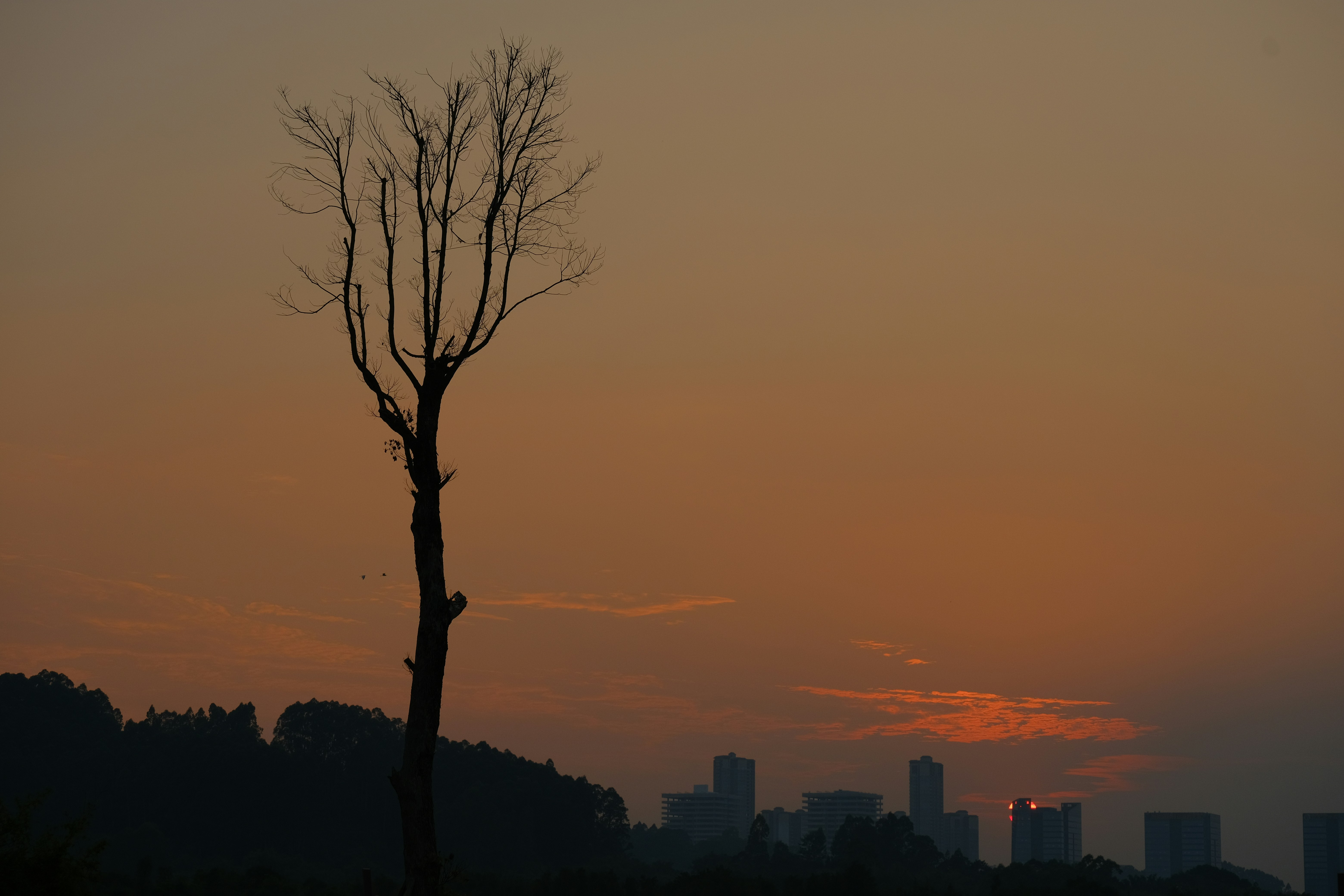 A tree with no leaves in front of a sunset photo – Free Sunset Image on ...