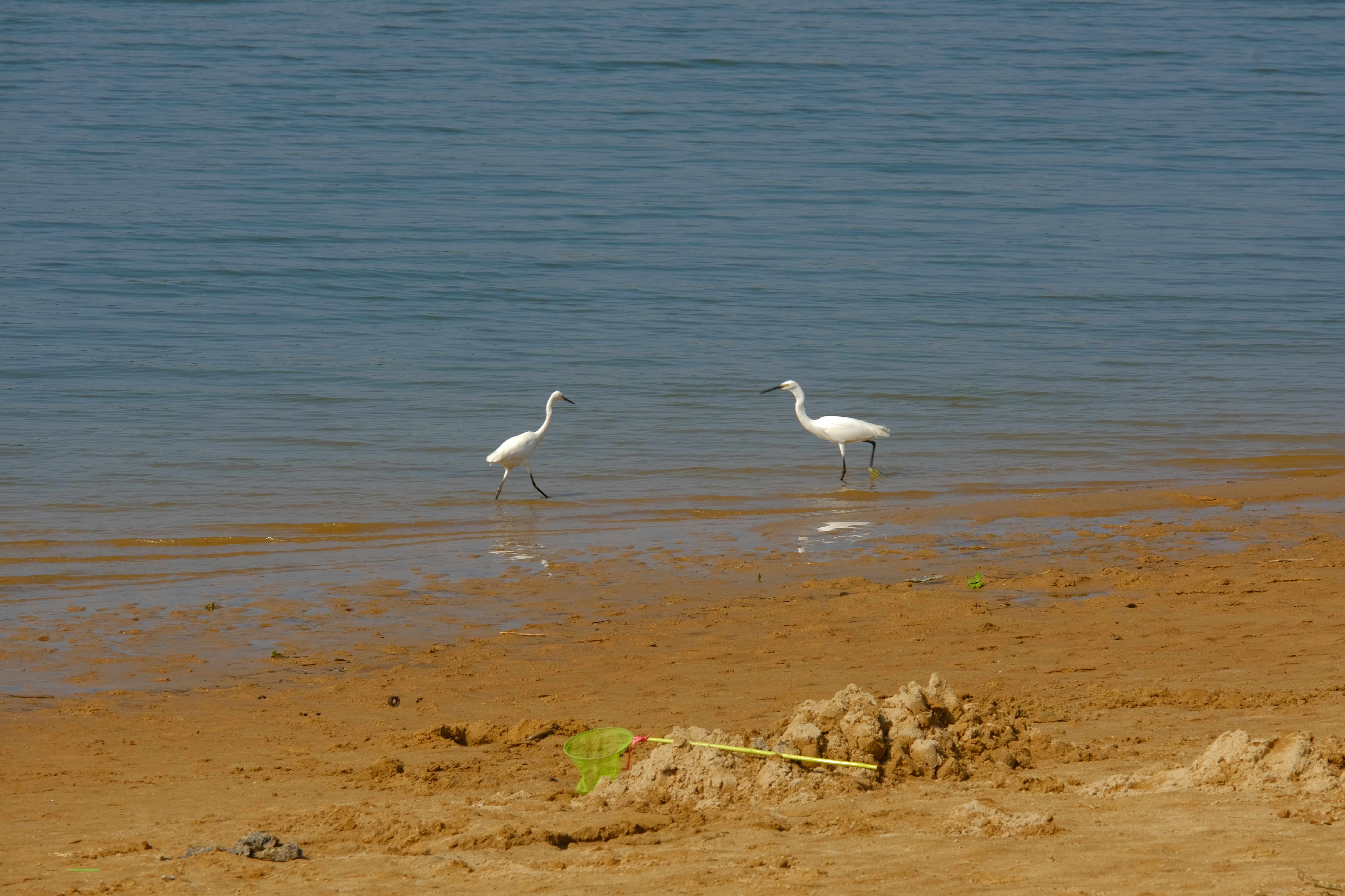 Two Egrets at the Sand-Water Edge