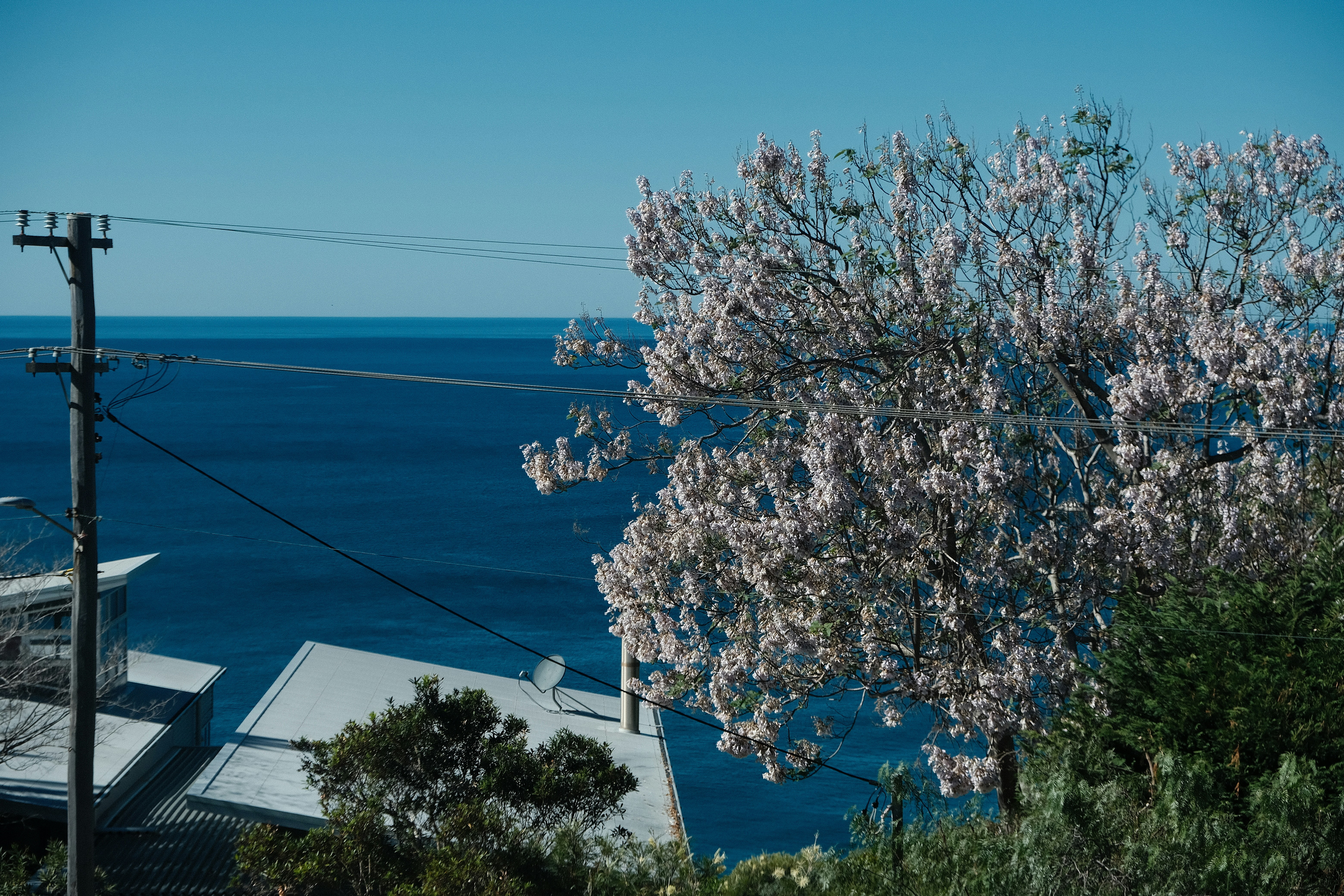 Blossoms over the Pacific: Coastal Vista with Ocean Horizon