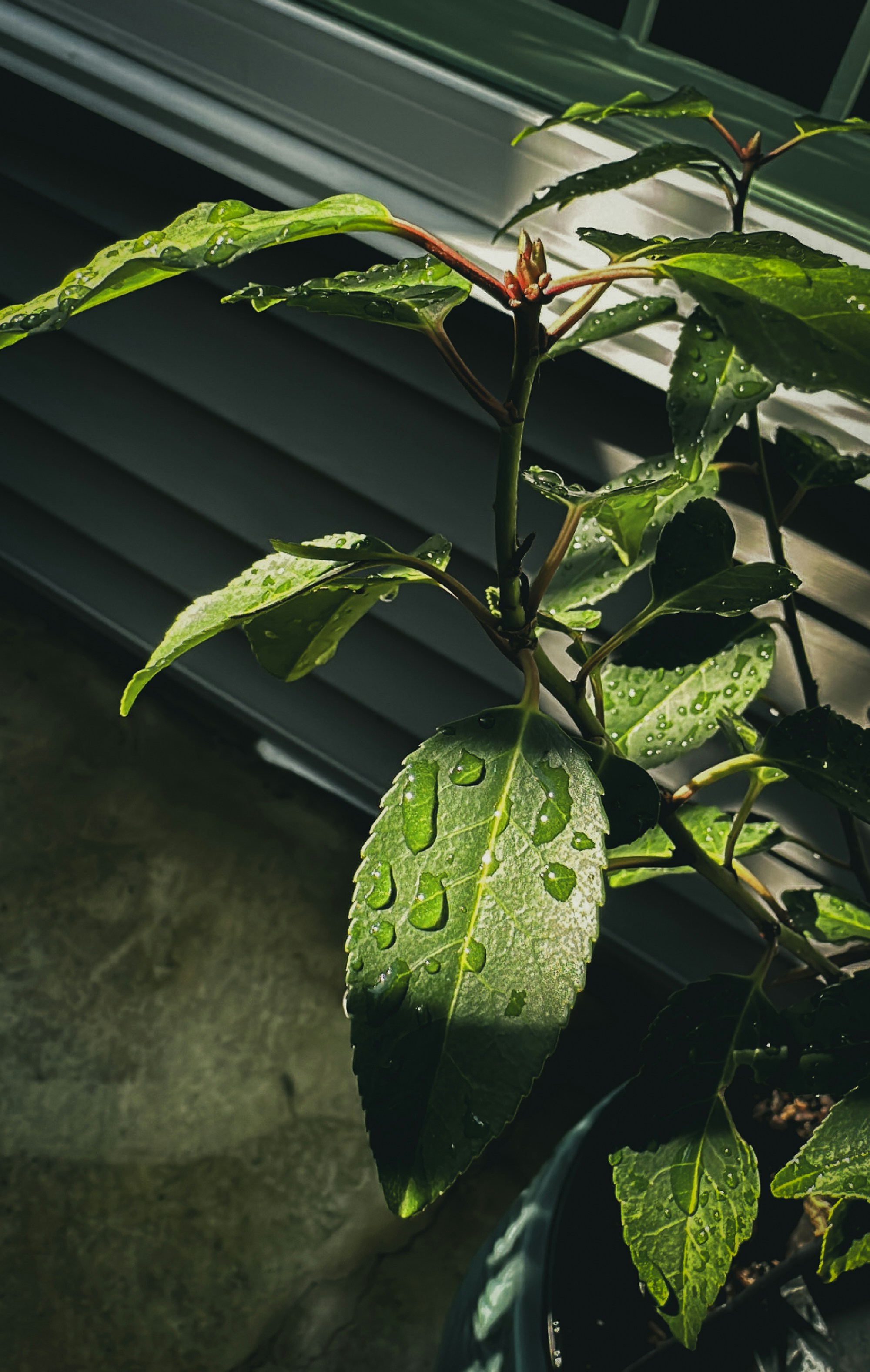 Emerald Droplets on a Rain-Kissed Leaf Framed by Metallic Siding