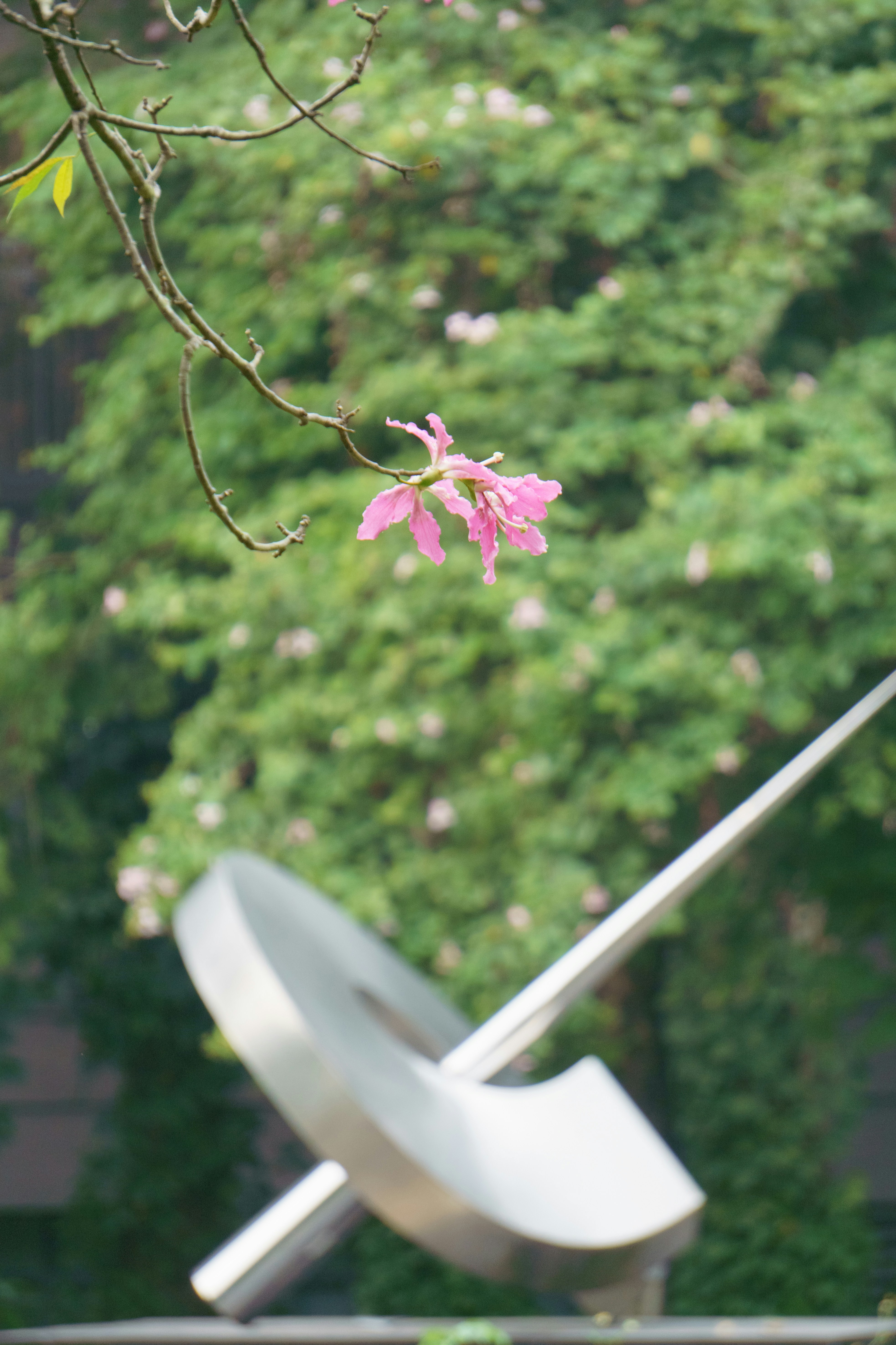 Blossom in Focus: A Pink Petal Against a Quiet Green Scene
