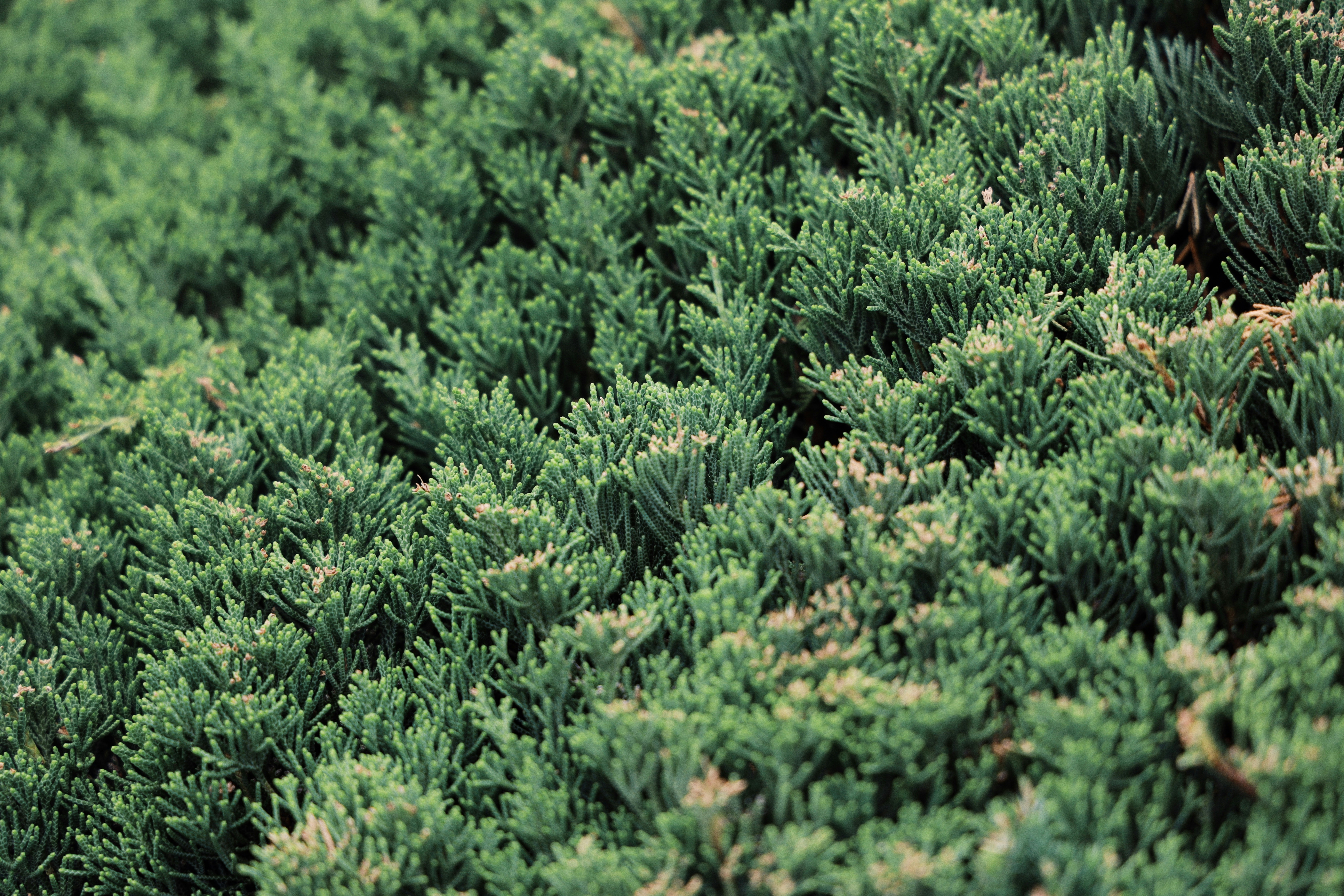 Photo by Ka Long Li with Canon EOS R