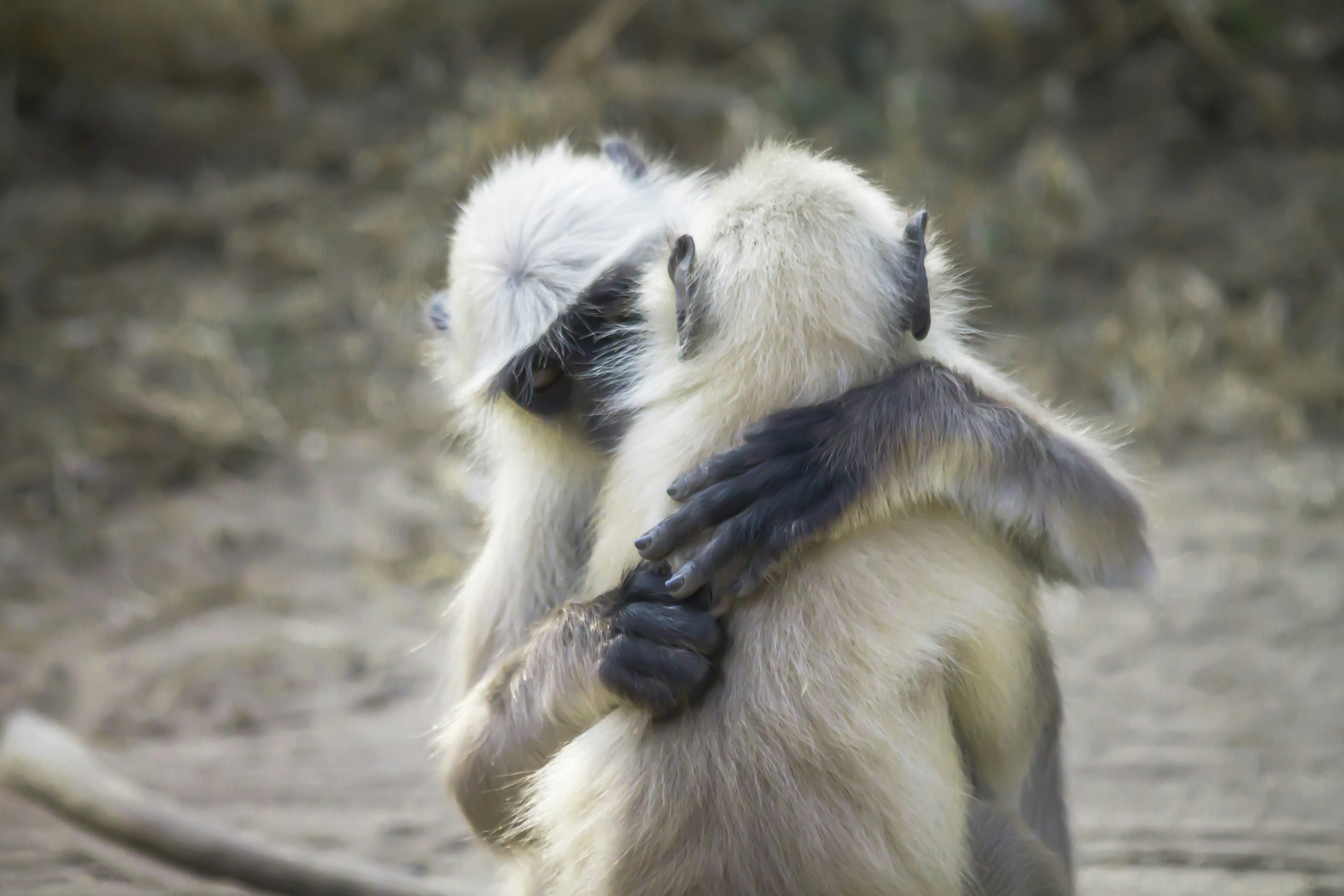 A couple of monkeys standing next to each other photo – Free Jhalana ...