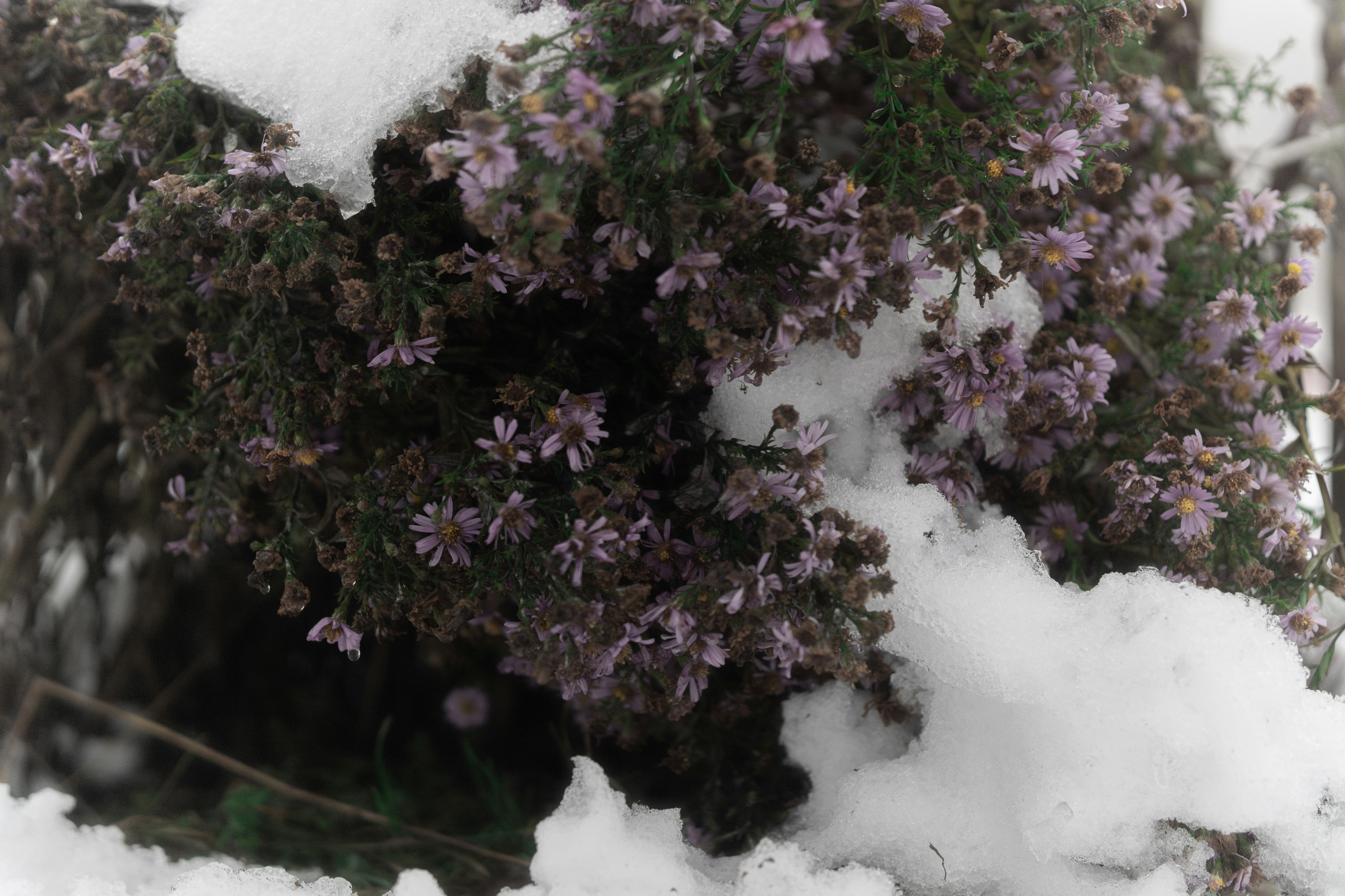 Snow-kissed Purple Asters in a Quiet Winter Frame