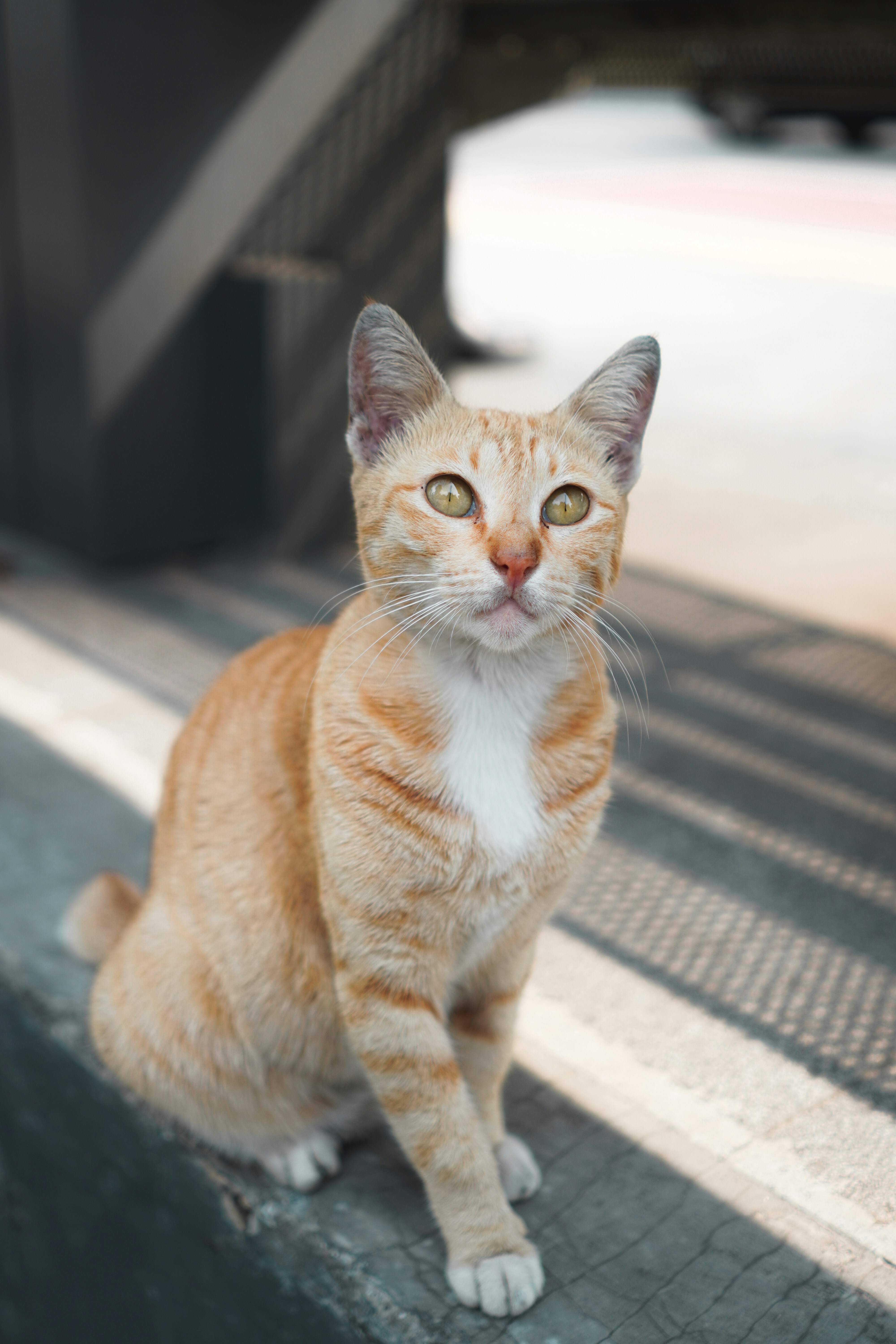 Orange tabby cat sits on a sunlit concrete surface, eyes fixed upward as striped shadows cross the ground.