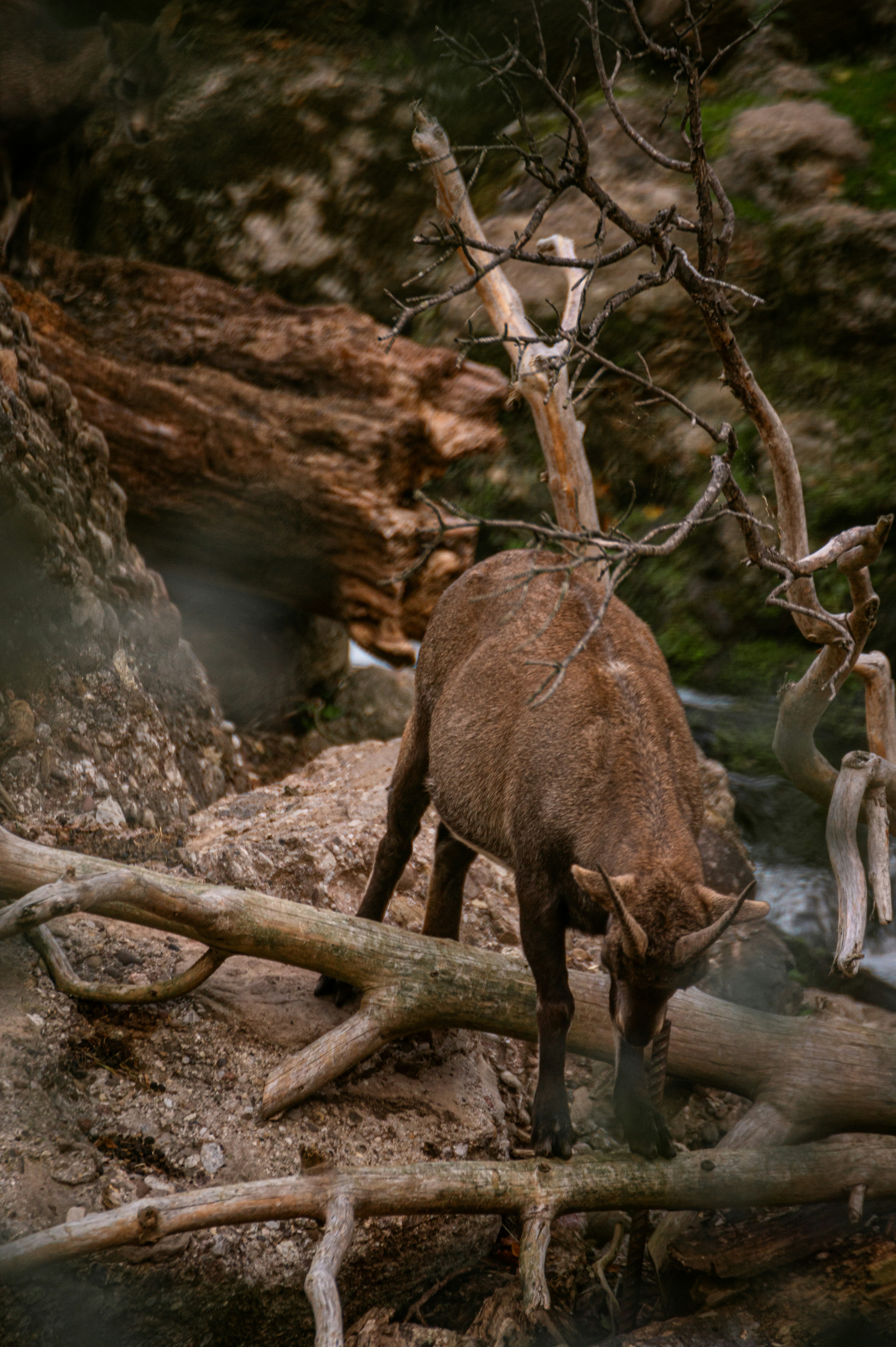 A brown animal standing on top of a pile of logs photo – Free Animal ...