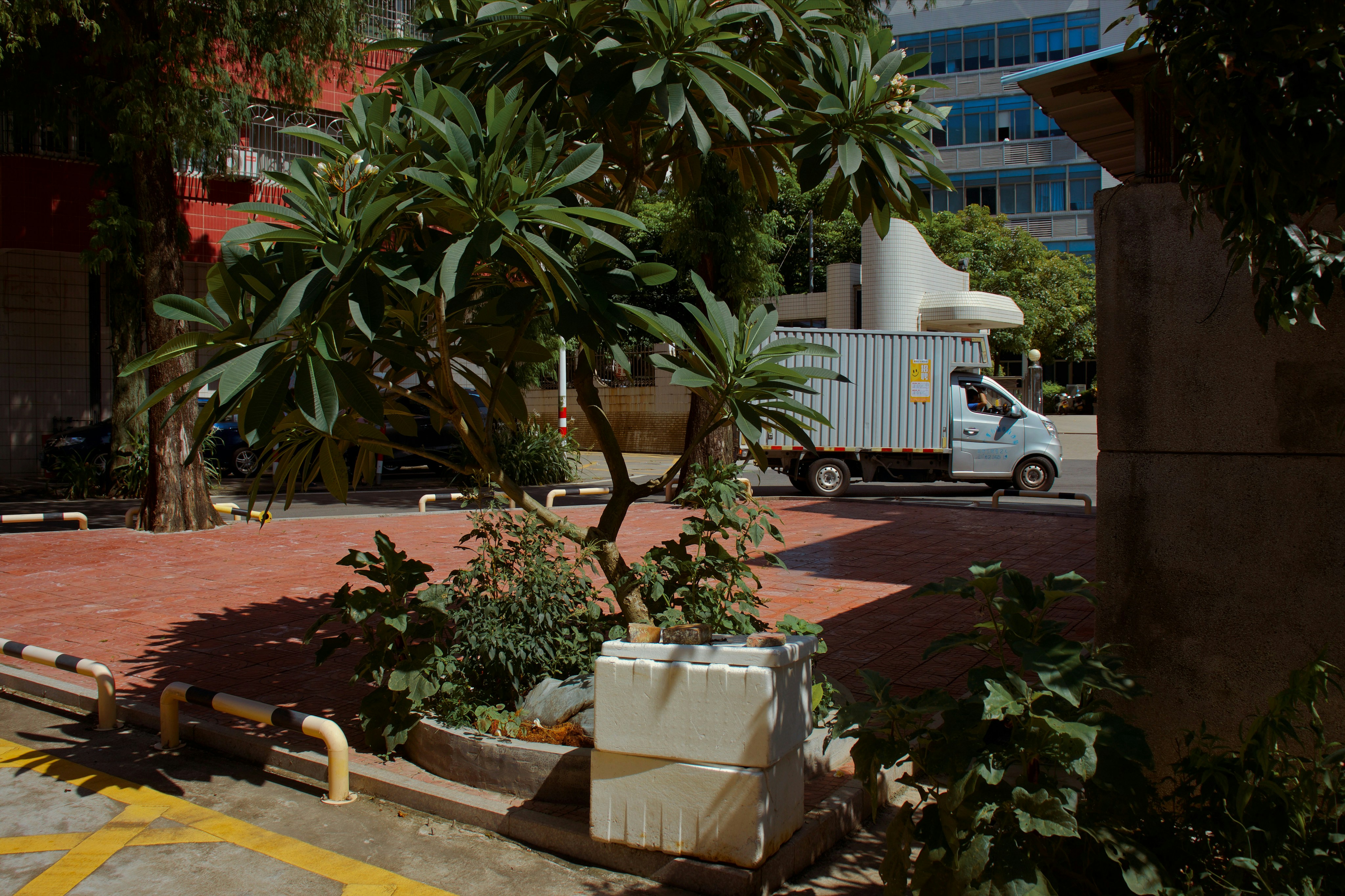 Sunlit Streetscape Framed by Strategic Foliage