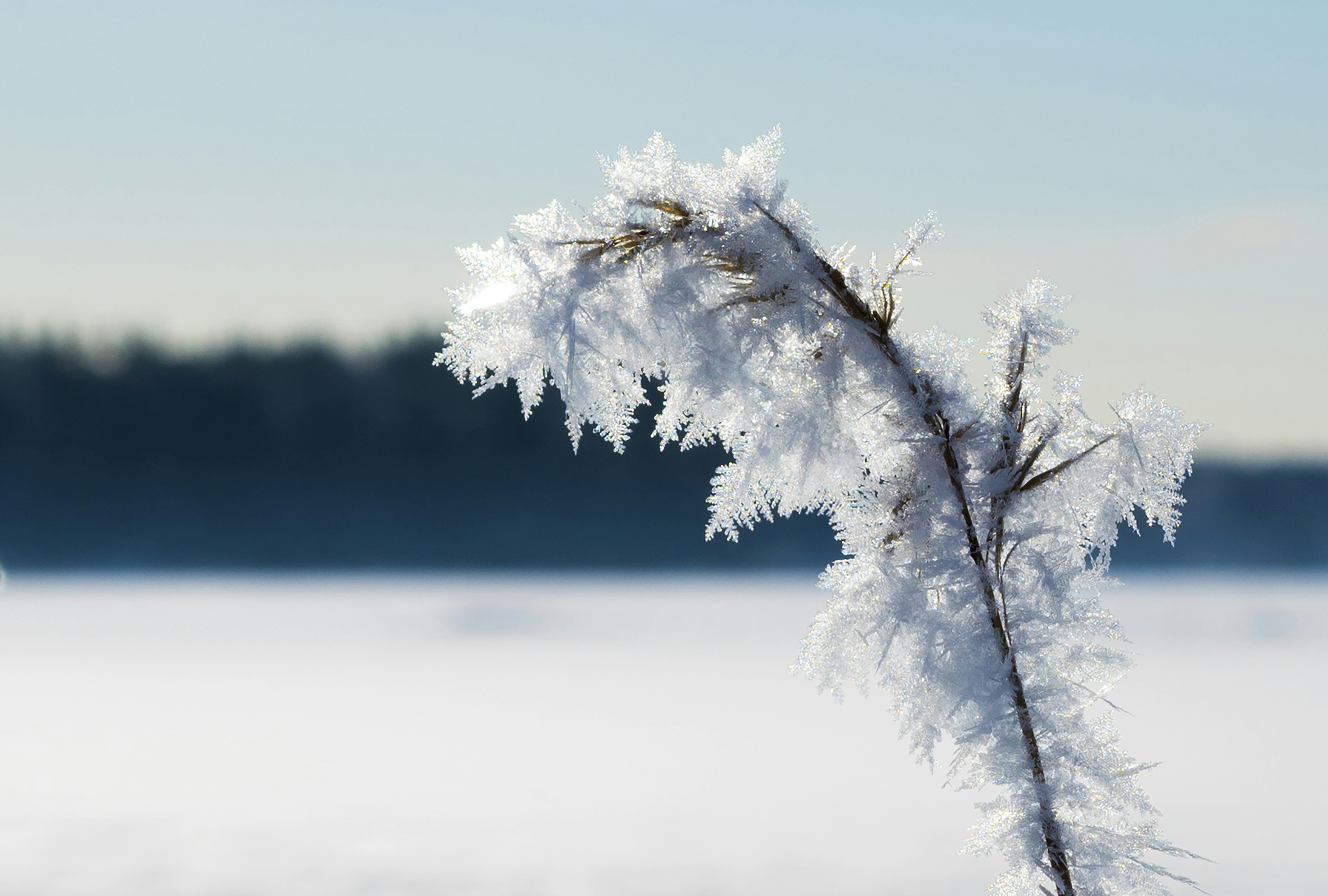 A close up of a plant with snow on it photo – Free Winter Image on Unsplash