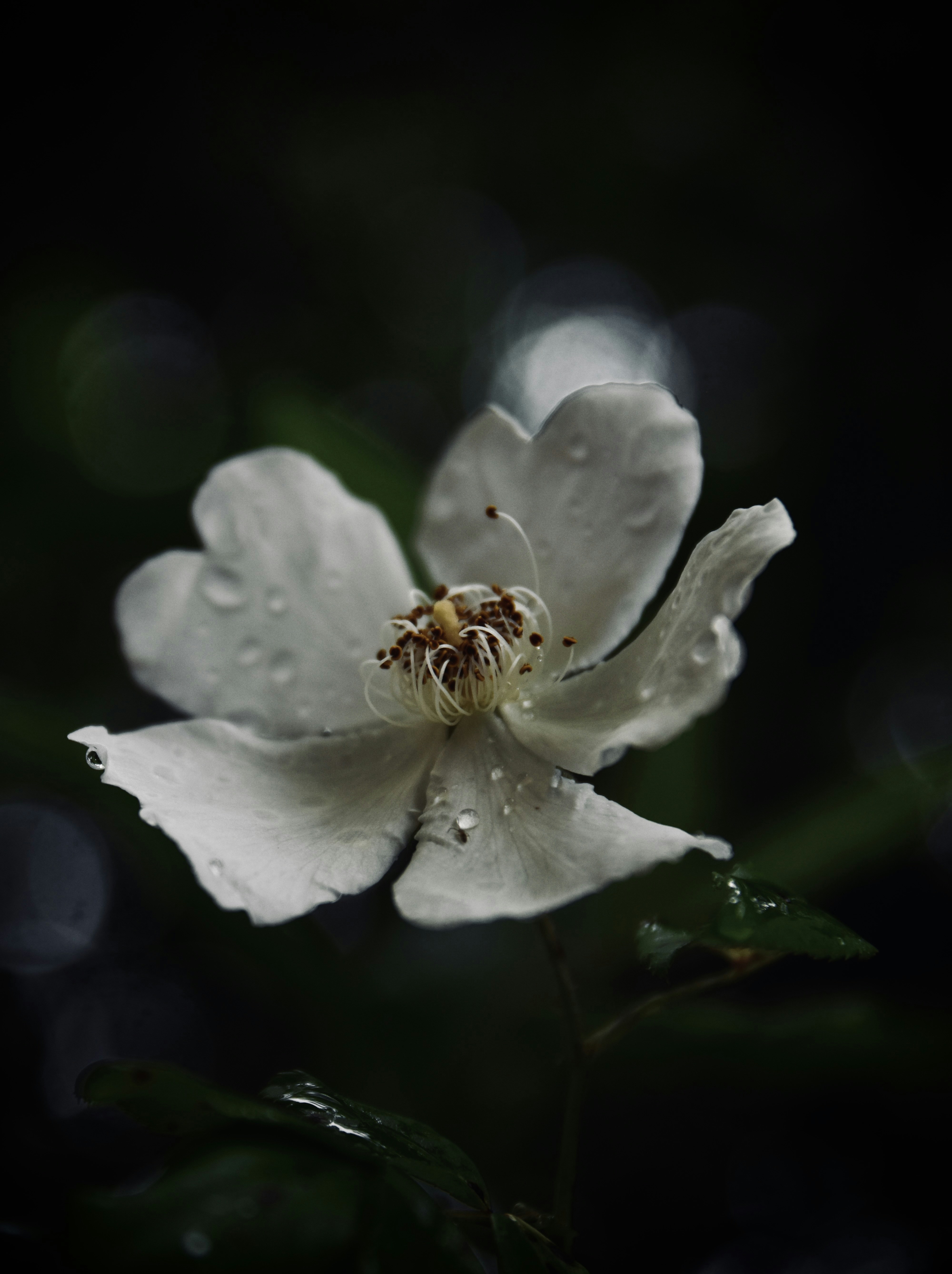 Dew-kissed White Blossom in Velvet Shadow