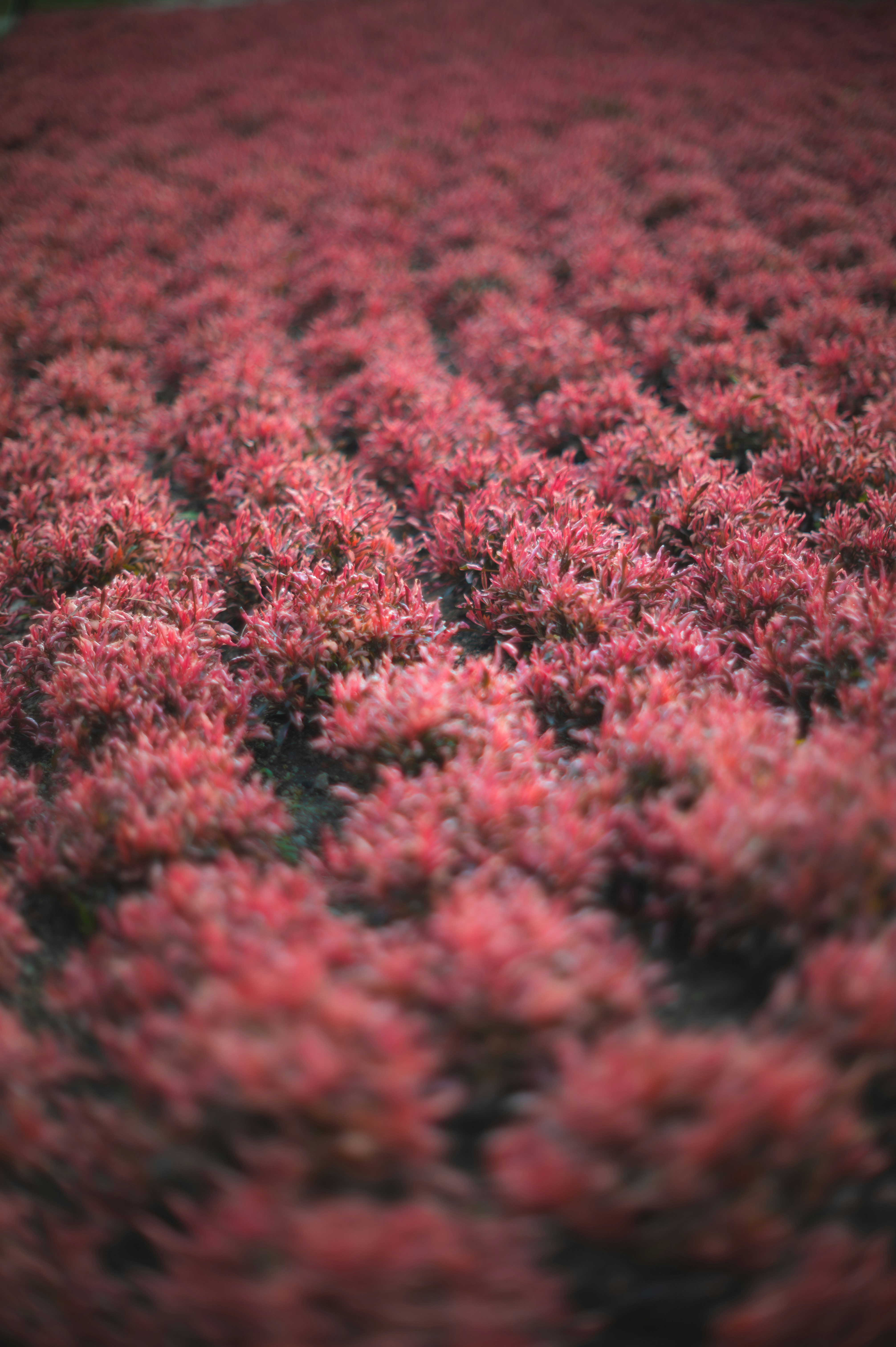 Crimson Heather Field: A Dense Pink Carpet with Soft Depth