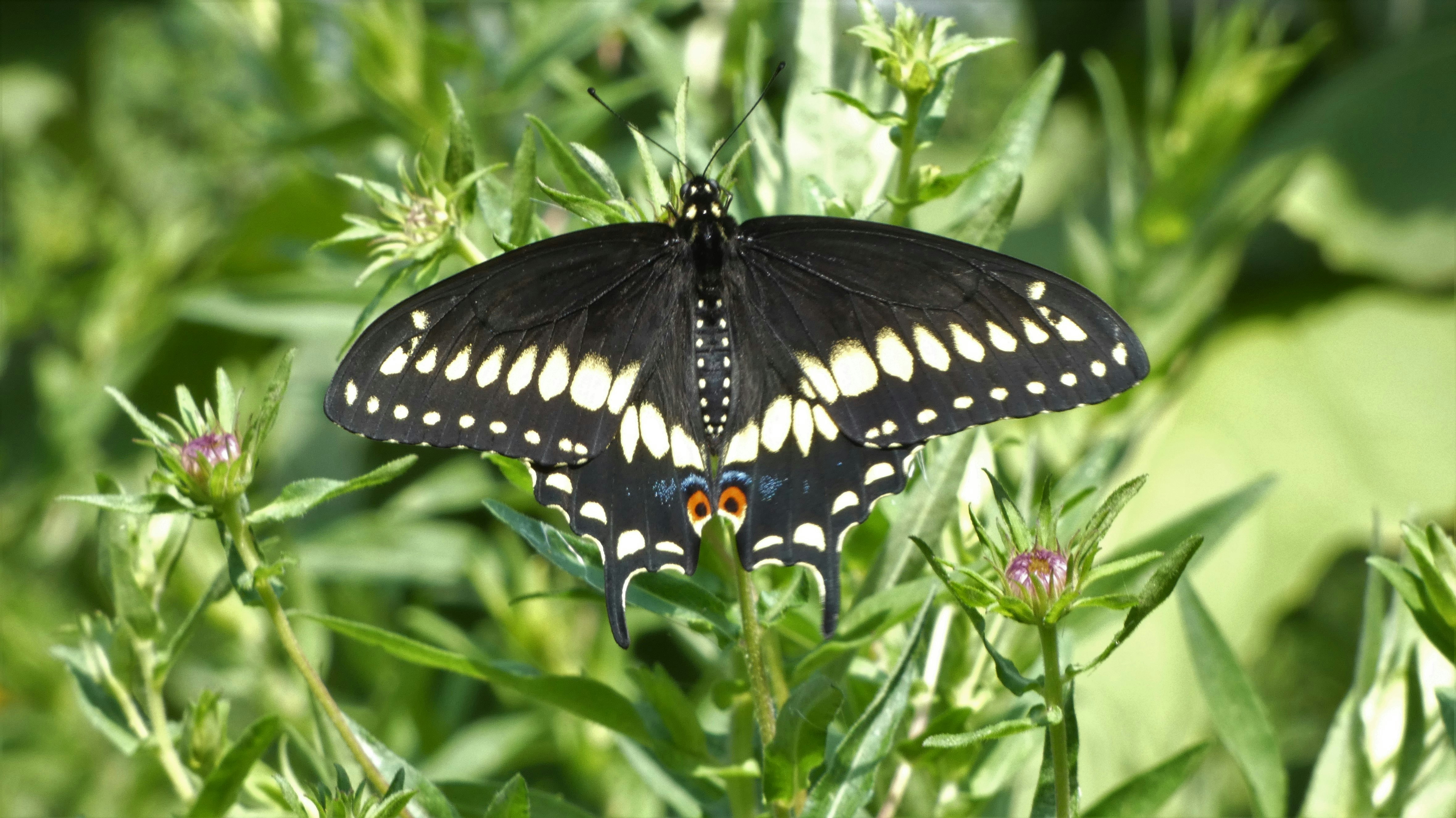 Black and white butterfly perched on lush green foliage under sunlight.