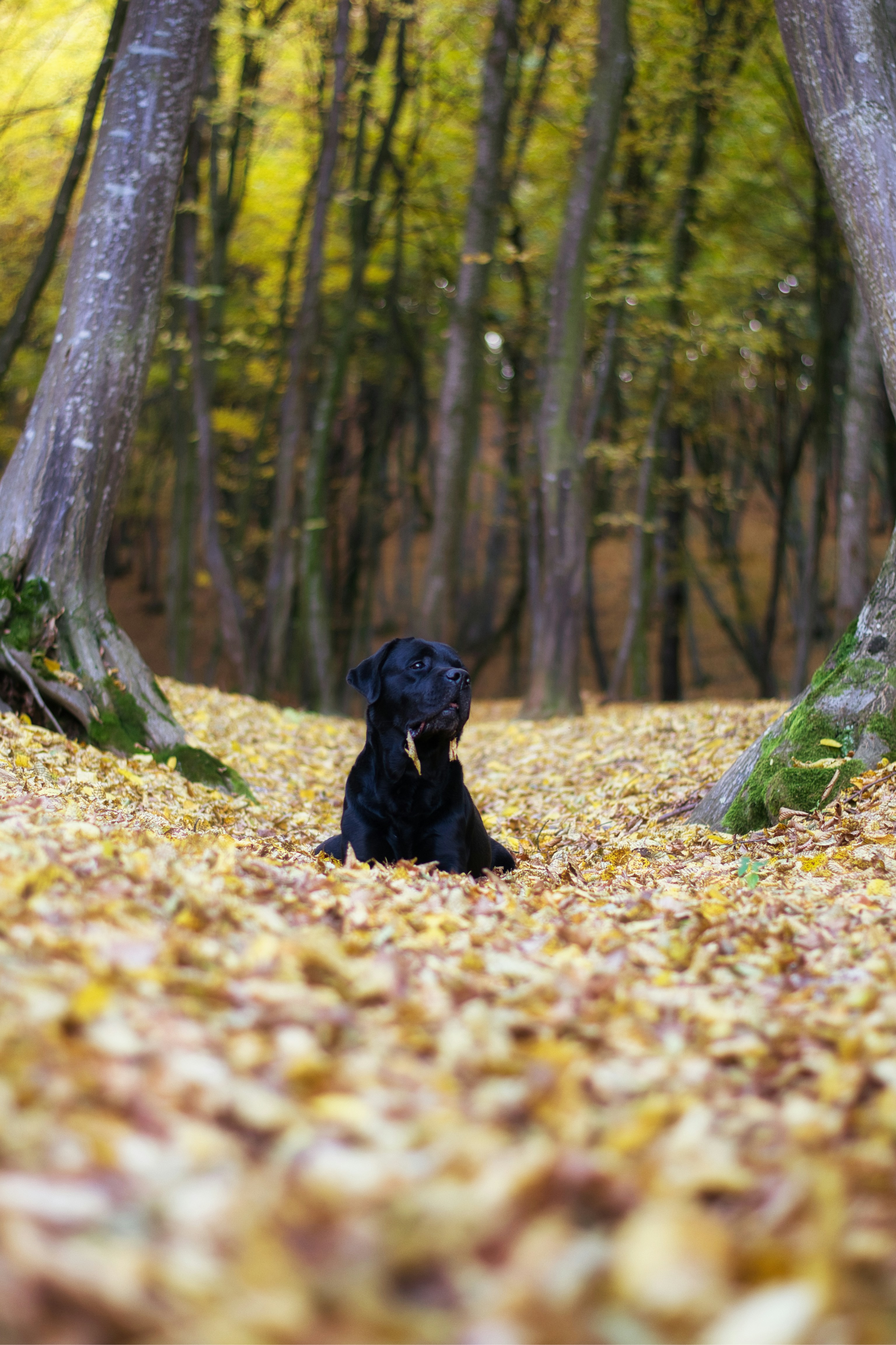 a black dog sitting in the middle of a forest