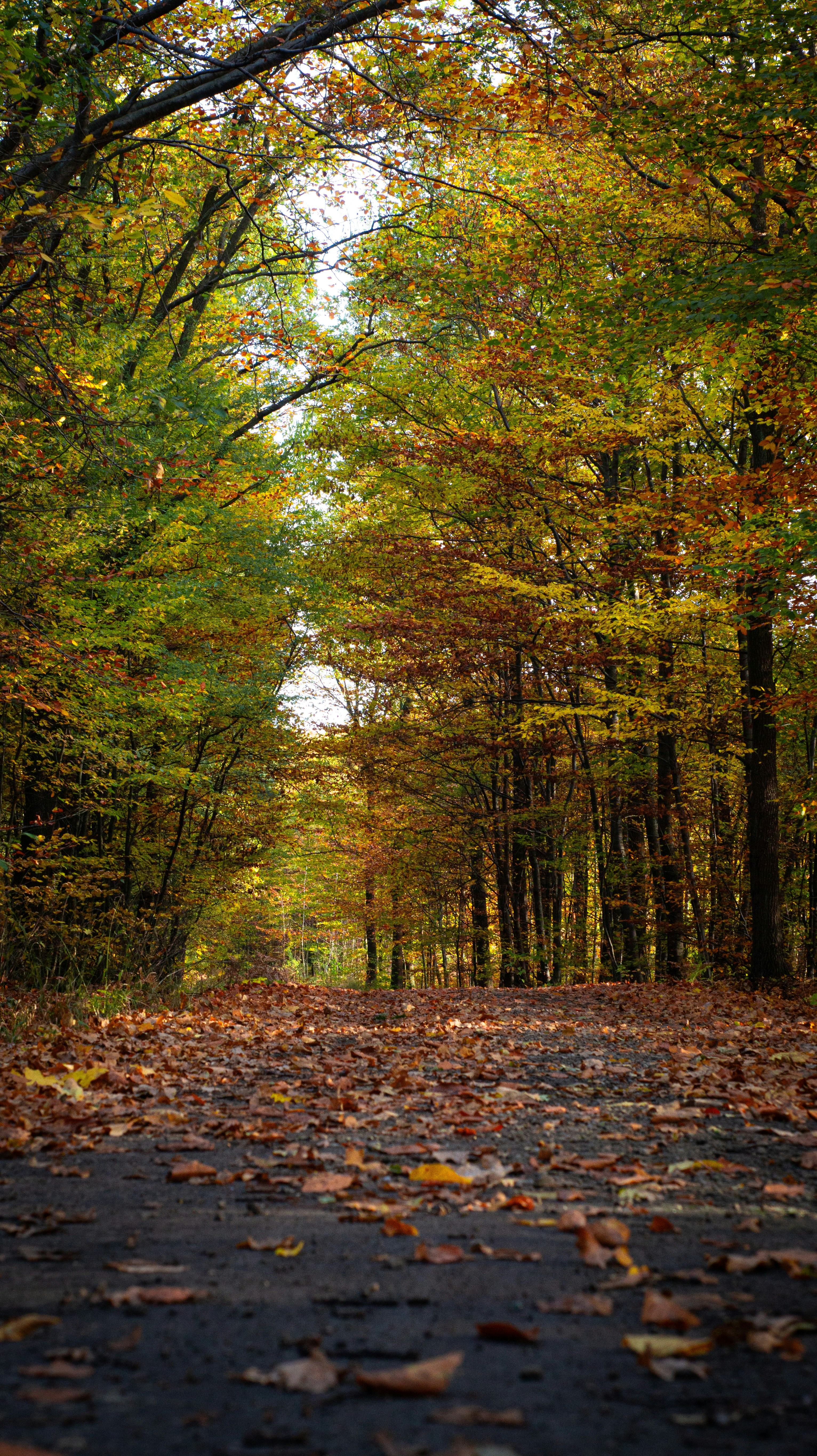 A serene forest pathway lined with vibrant autumn foliage and scattered leaves on the ground, inviting exploration. The soft light filters through the trees, enhancing the seasonal colors.