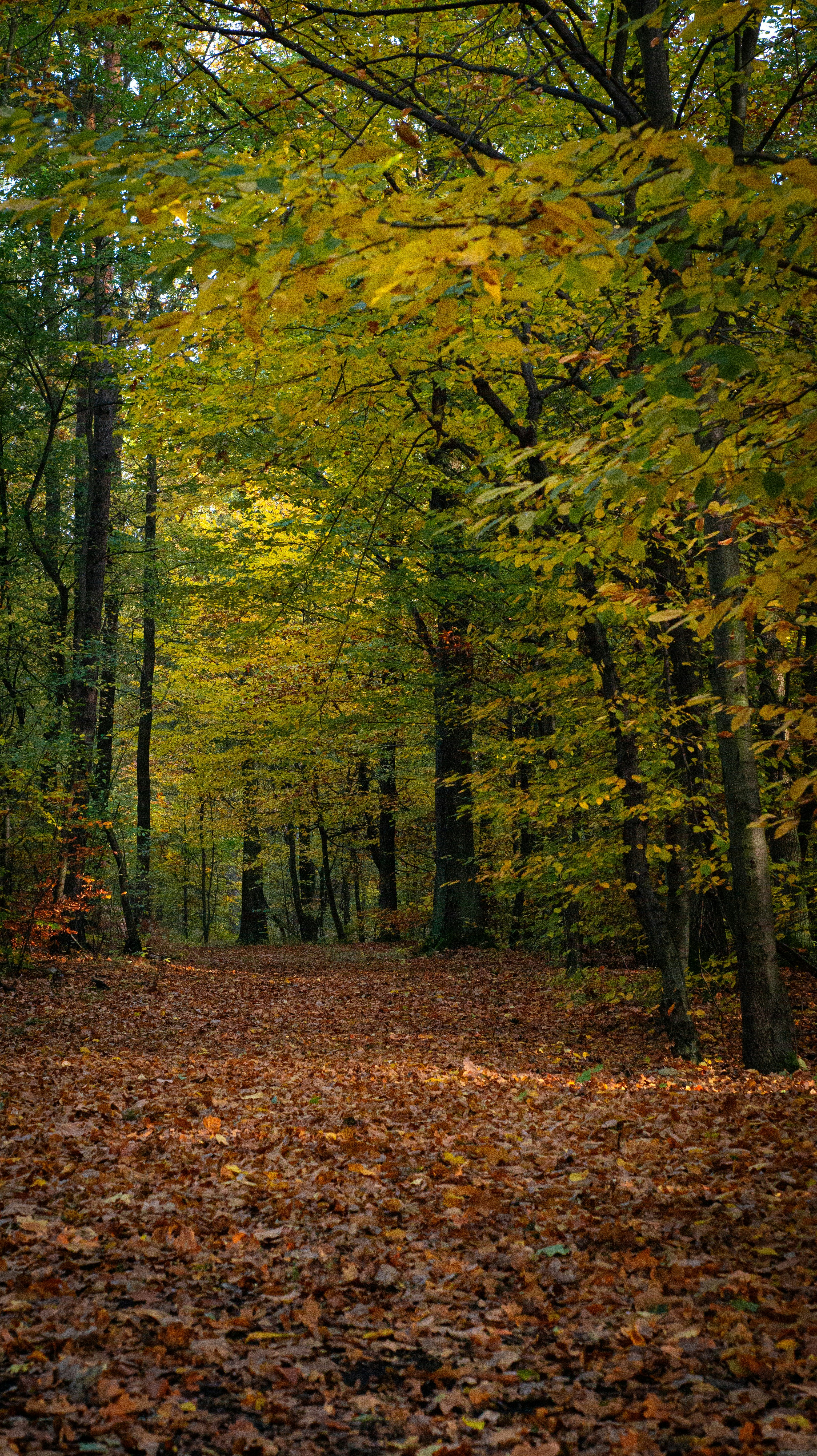 Un chemin au milieu d’une forêt avec beaucoup de feuilles au sol photo ...