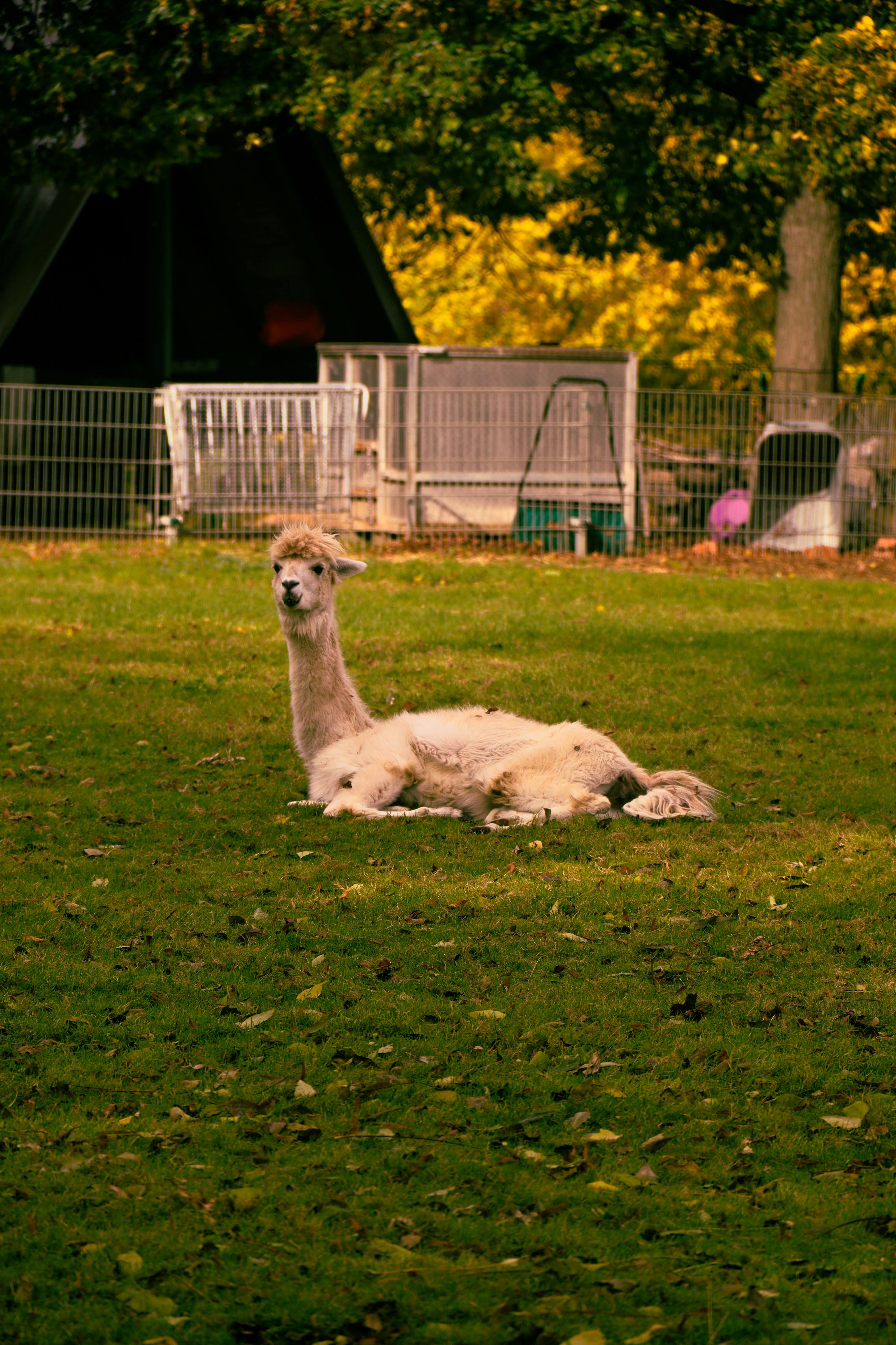 Llama Repose in a Sunny Park Amid Low Fence and Dappled Trees
