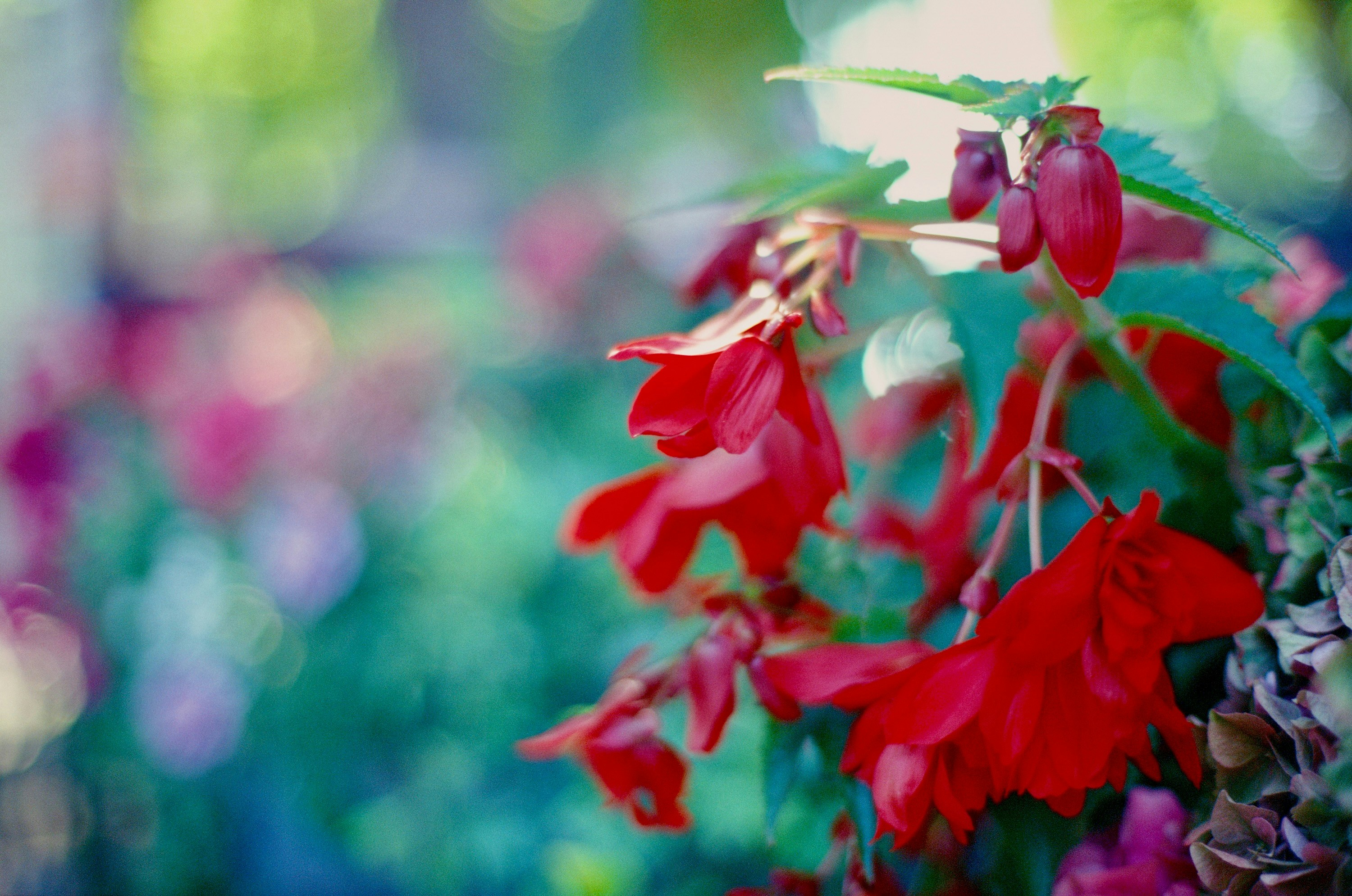 Un bouquet de fleurs rouges qui sont sur un buisson photo – Photo ...
