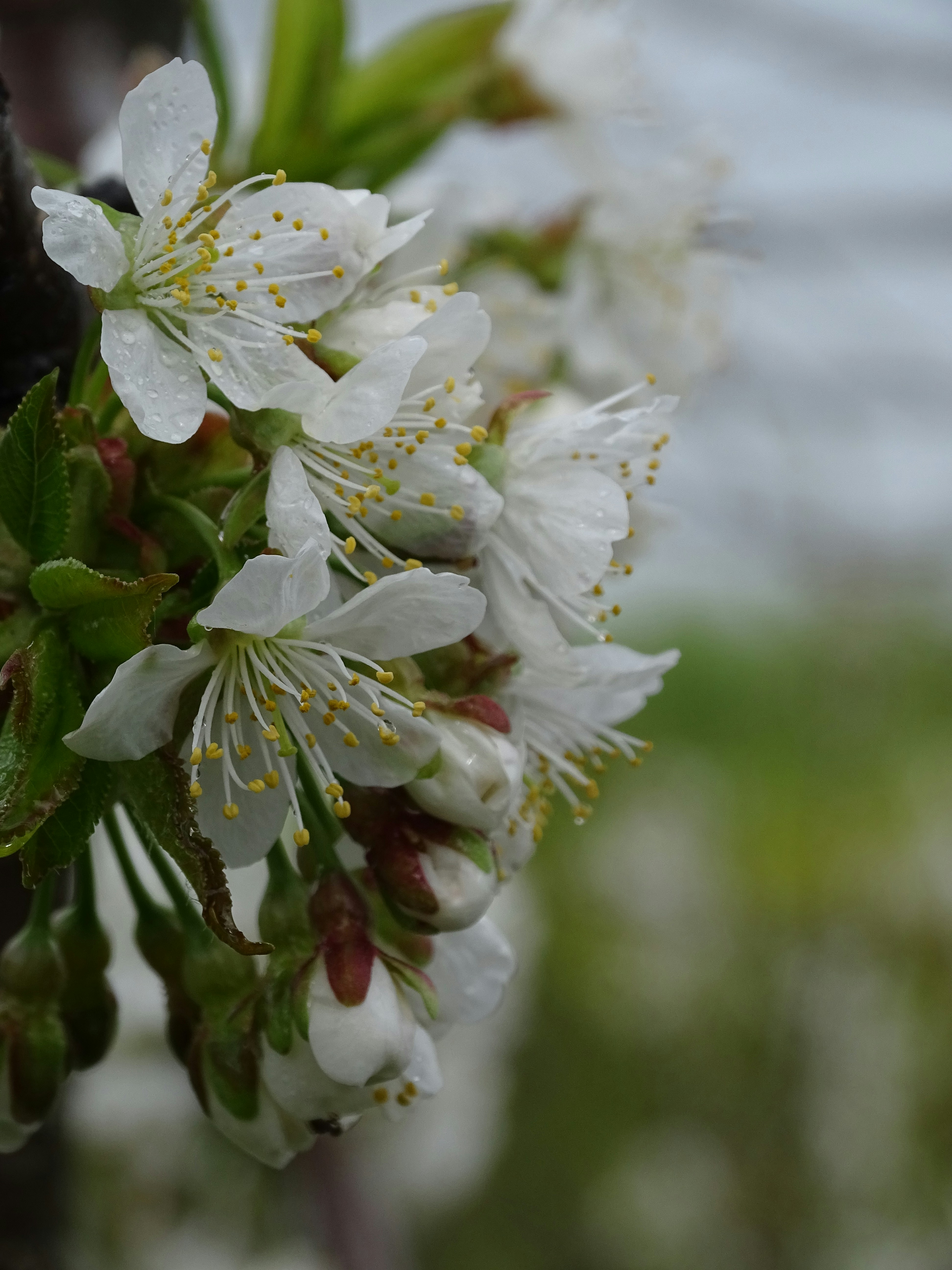 Dew-Kissed Blossom Cluster on a Spring Branch