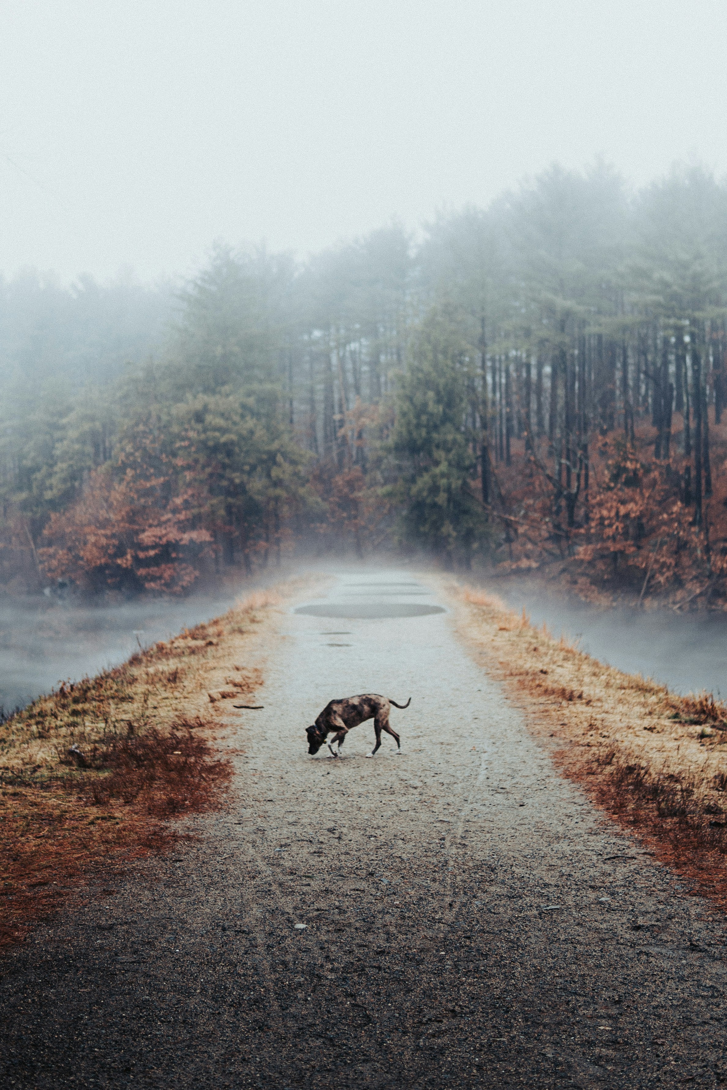 Canine Sentinel on a Misty Woodland Path