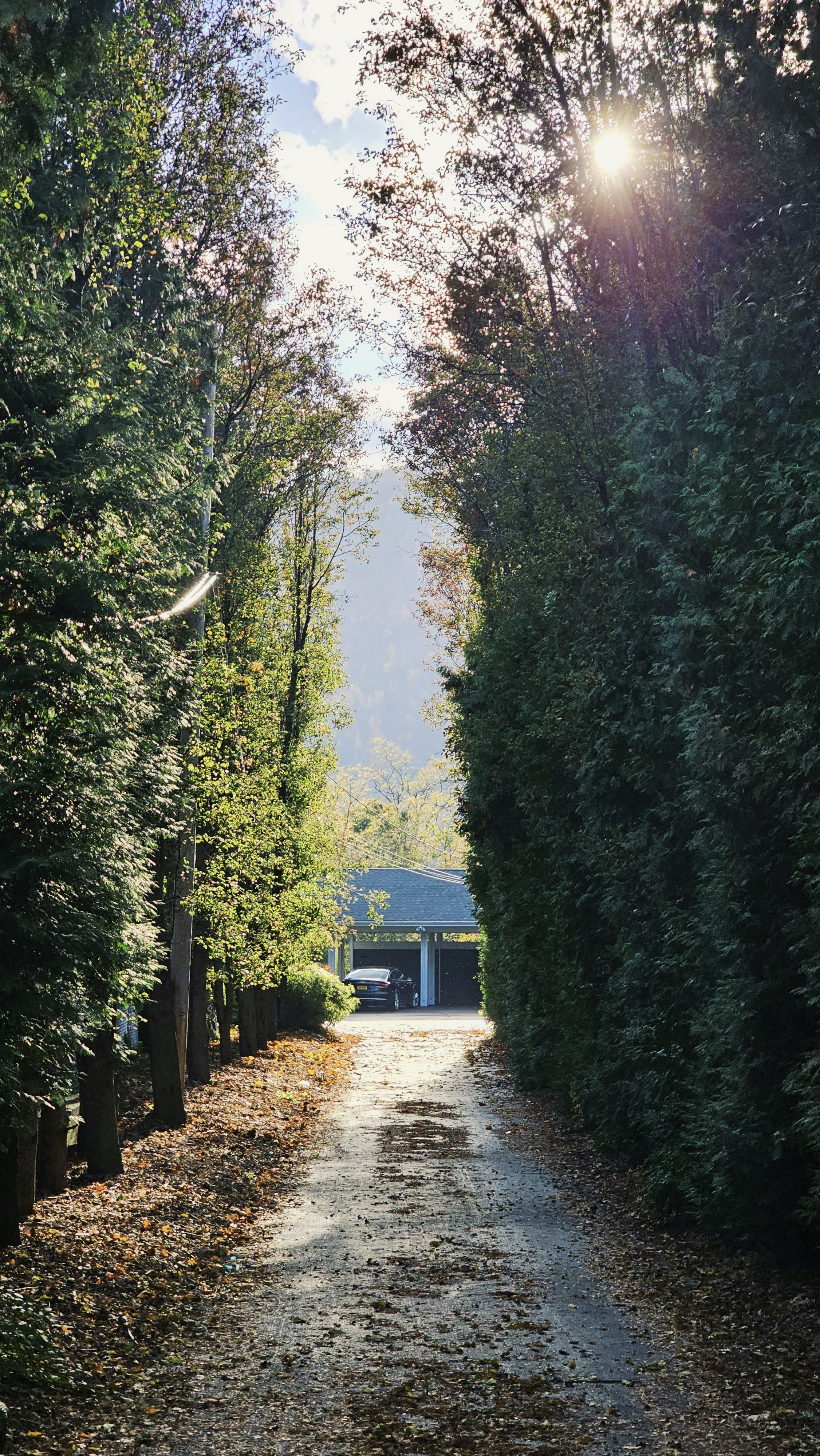 Sunlit Corridor Driveway Framed by Tall Hedgerows