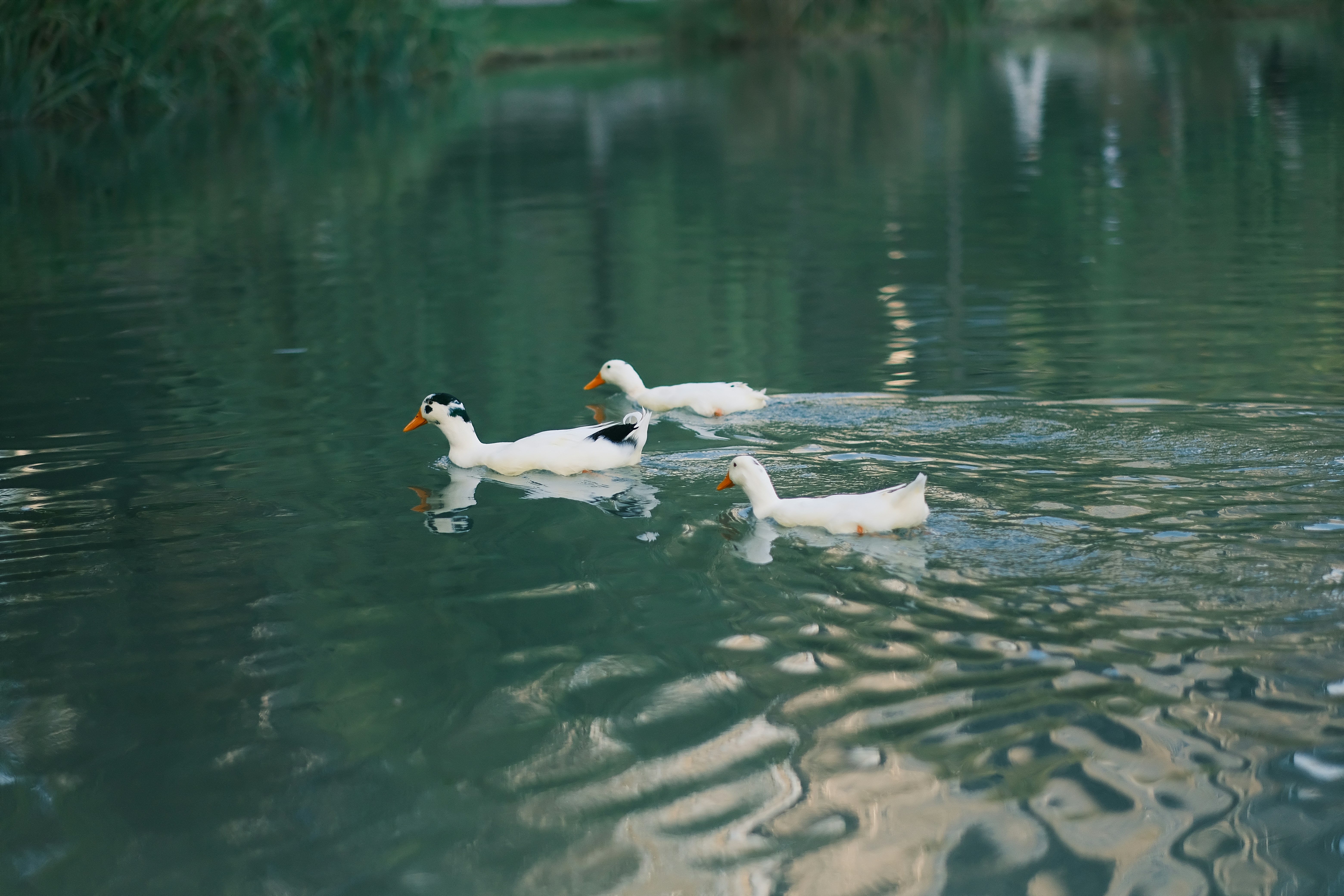 Trio of White Ducks Gliding Across a Quiet, Rippling Pond