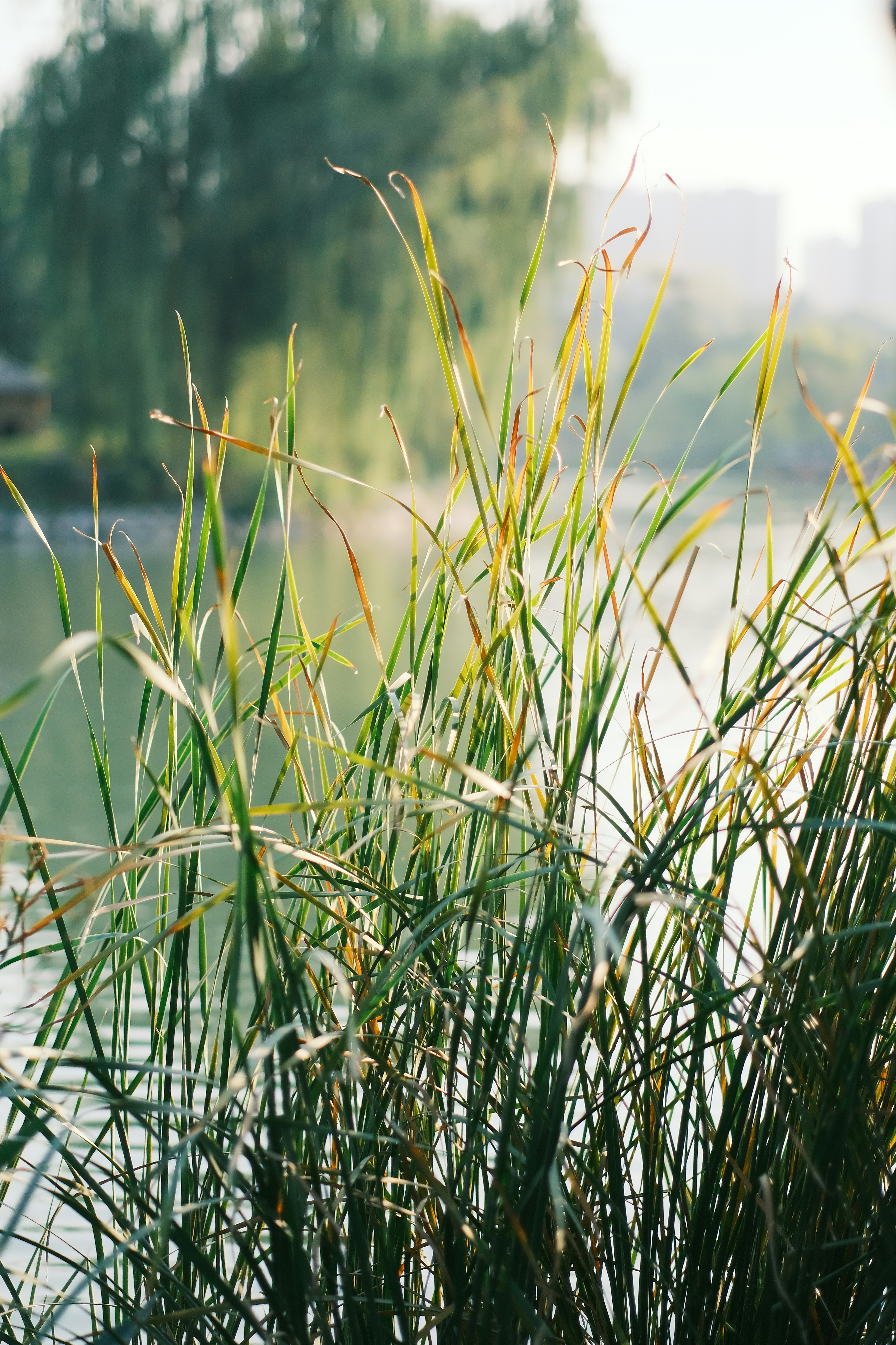 Backlit Reeds by the Riverside: a Quiet Portrait of Light