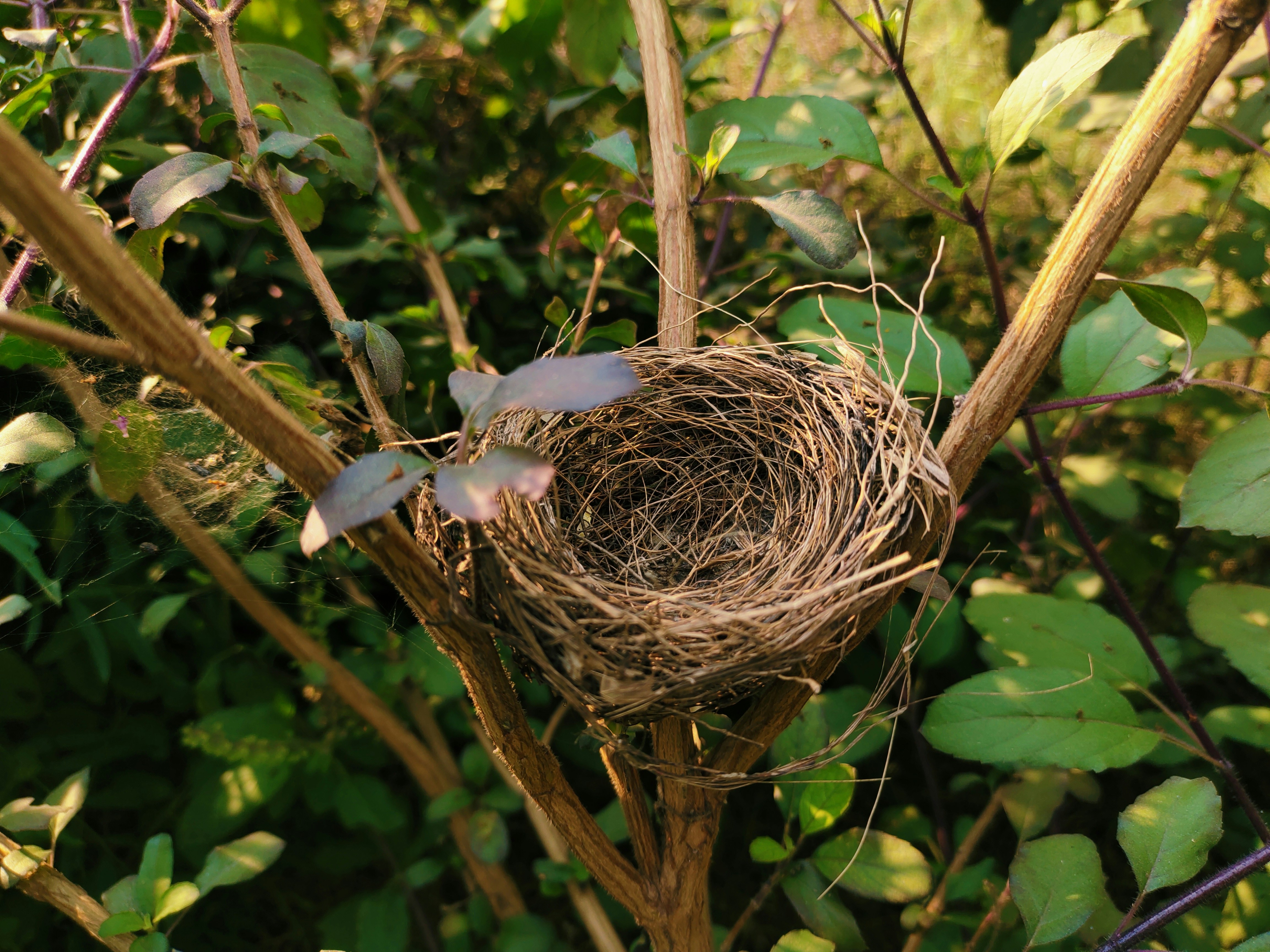 A bird nest woven from twigs sits nestled in a dense shrub, illuminated by warm, dappled sunlight. The composition highlights natural textures and the shelter-like form against green foliage.