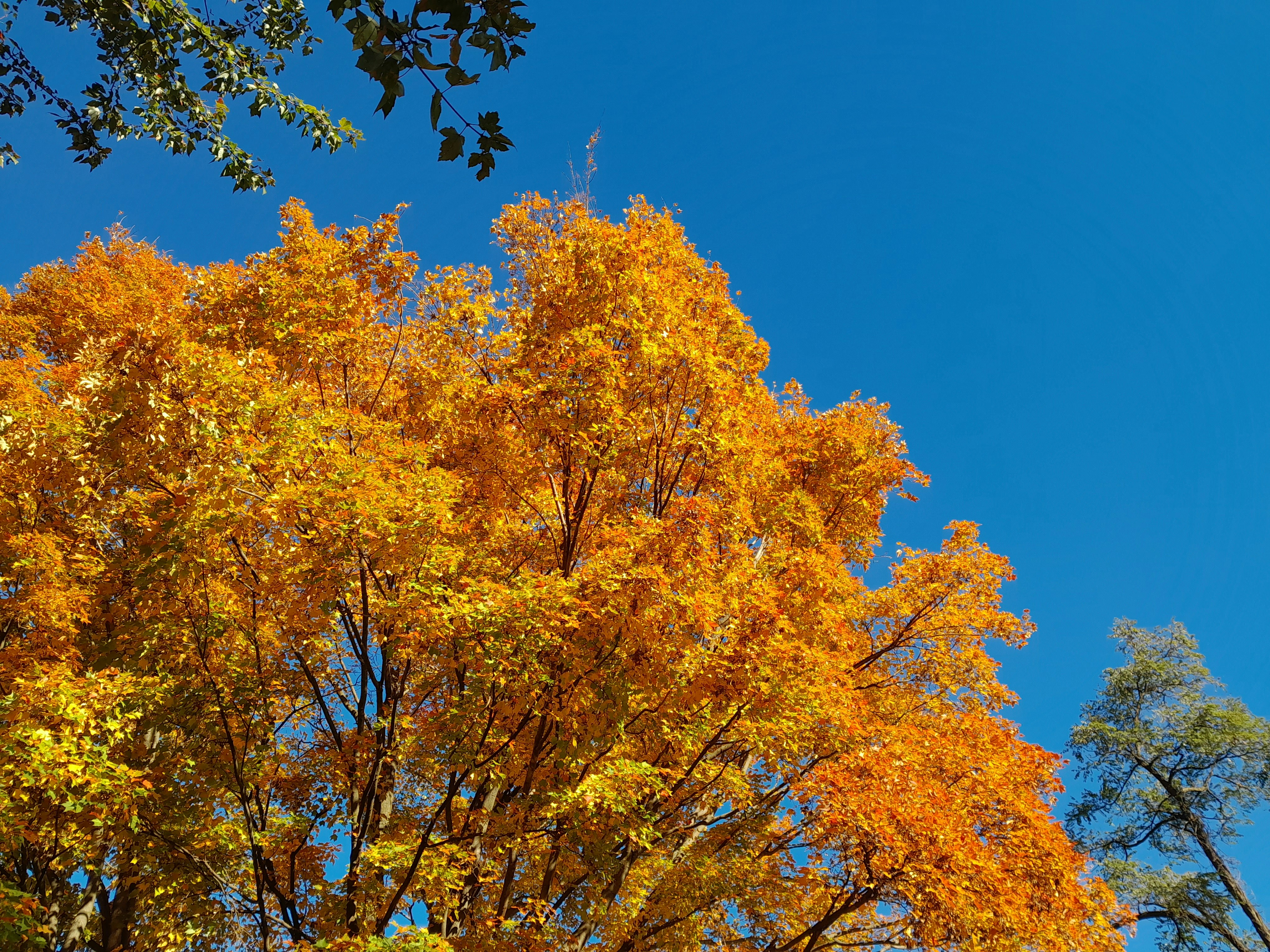Vibrant autumn foliage fills the upper part of the frame, contrasting beautifully with a clear blue sky.