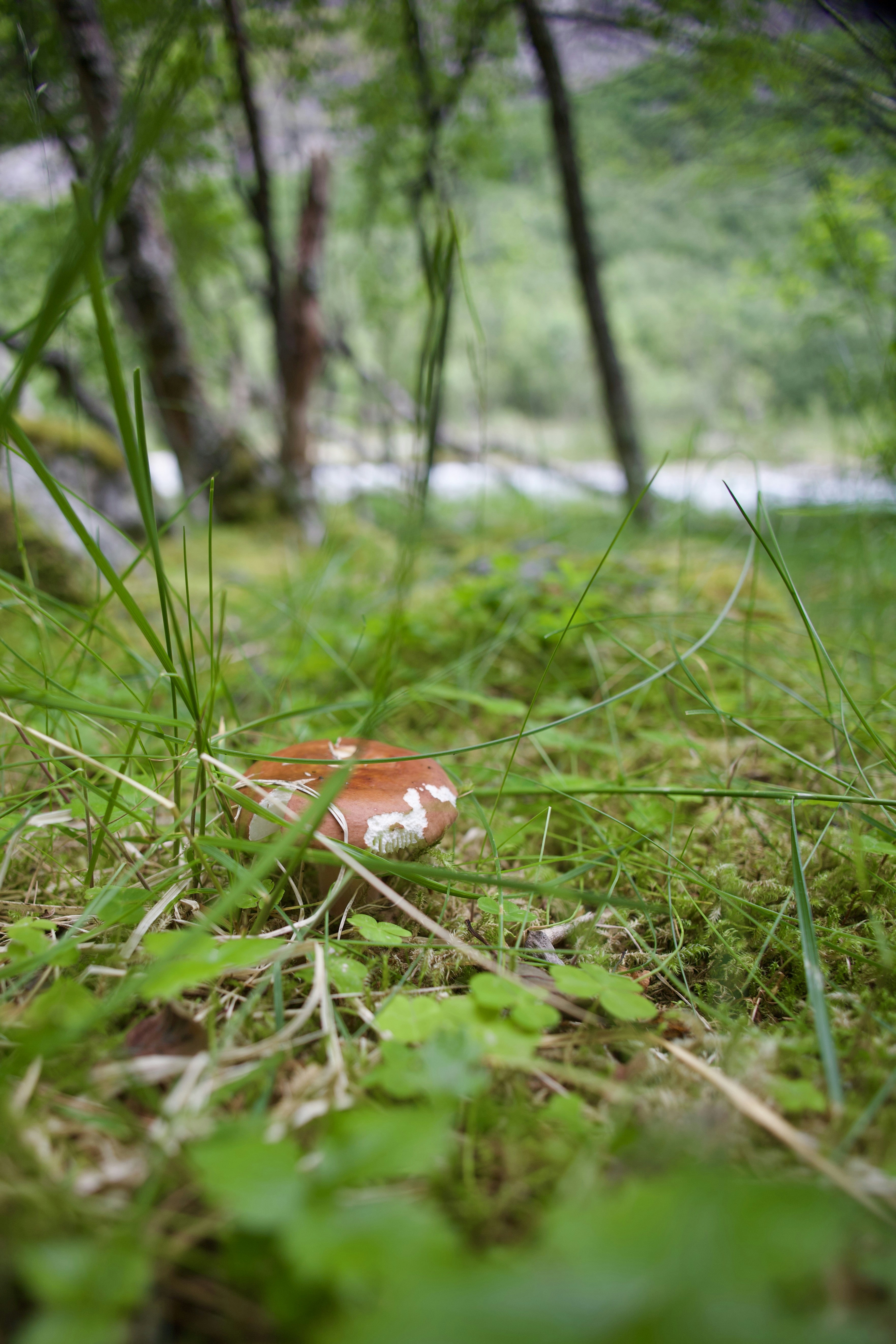 Red-Capped Sentinel: A Mossy Forest Floor Mushroom by the Quiet Stream