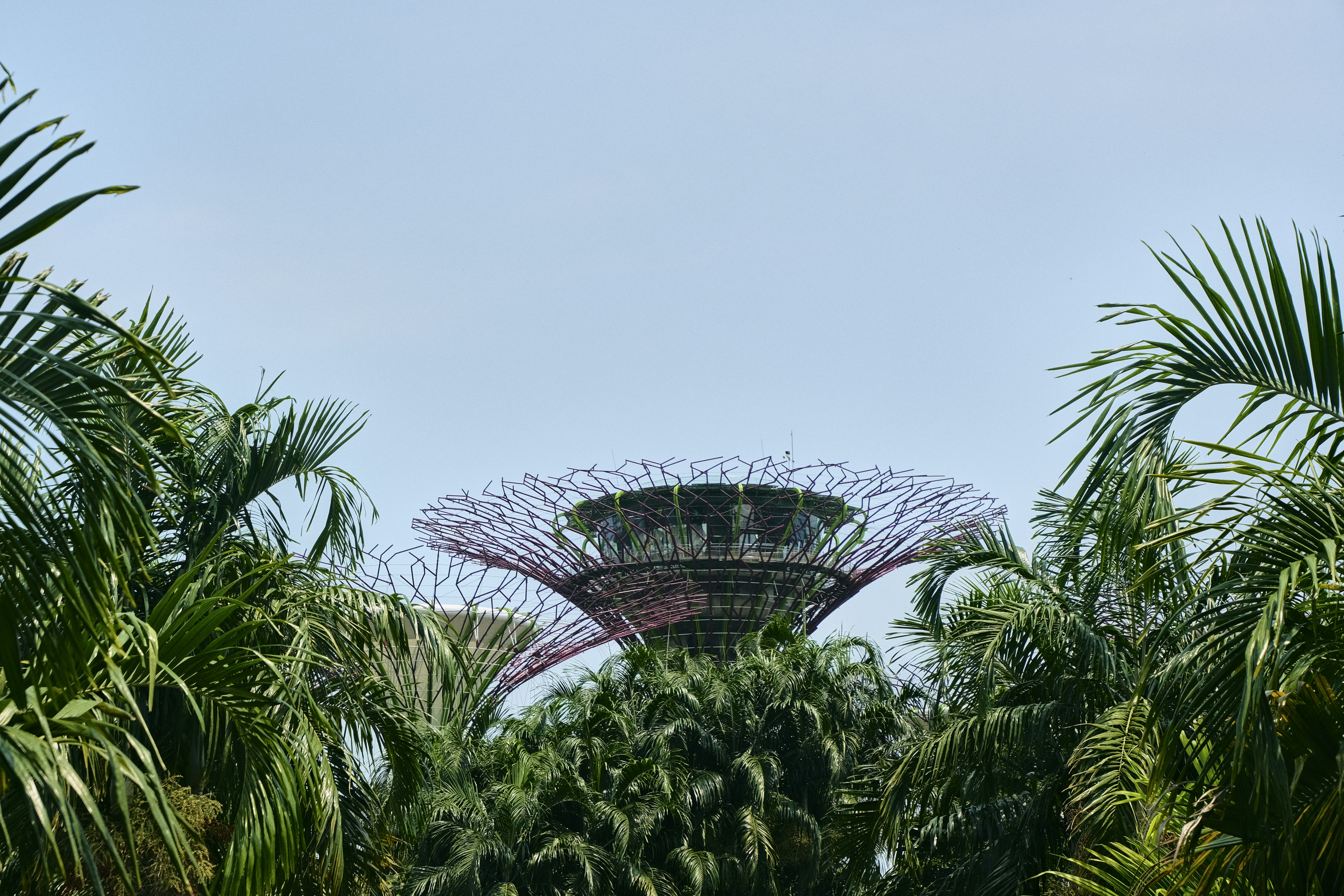 Supertree grove, Singapore