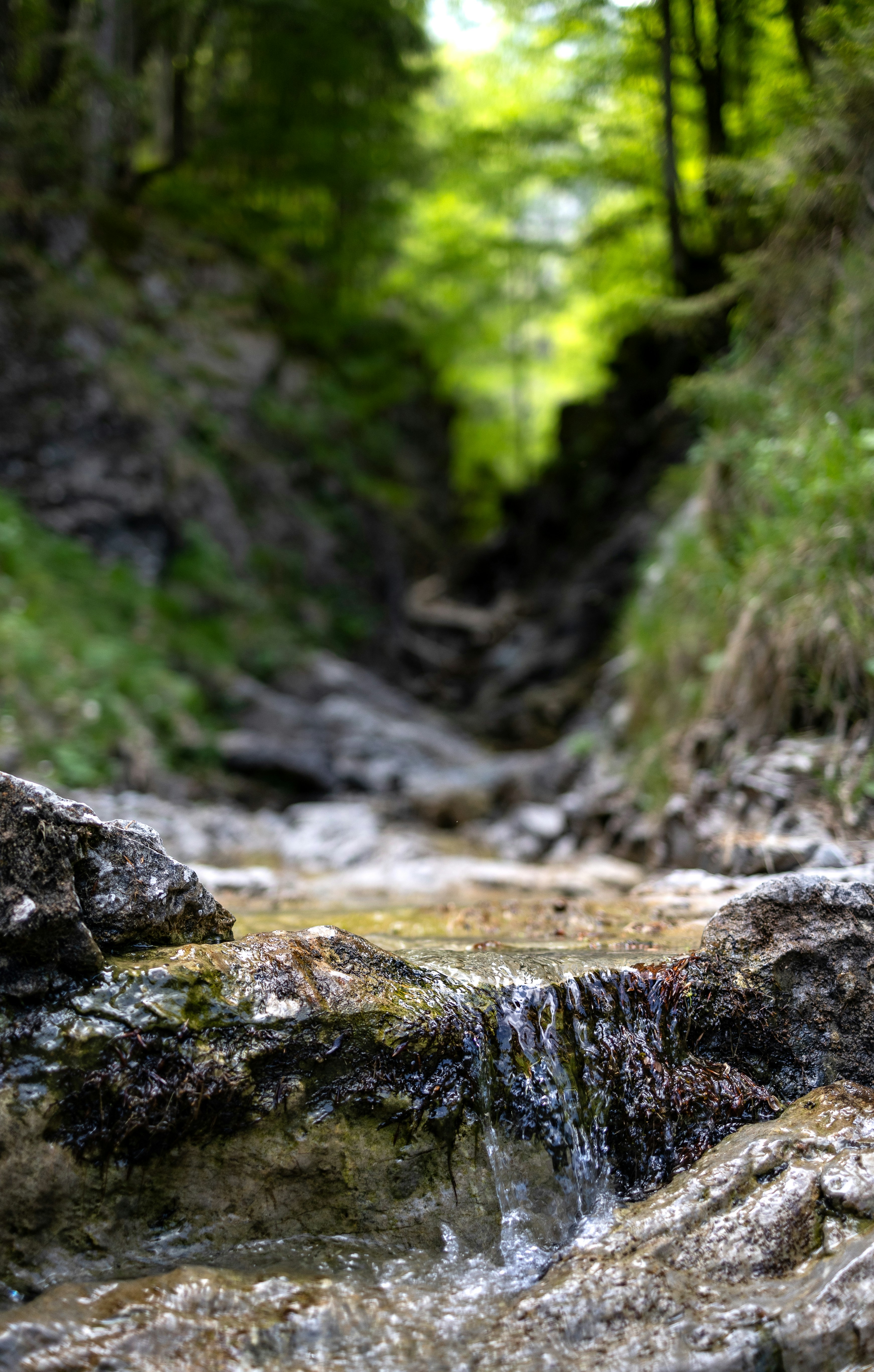 A stream running through a lush green forest photo – Free Bavaria Image ...
